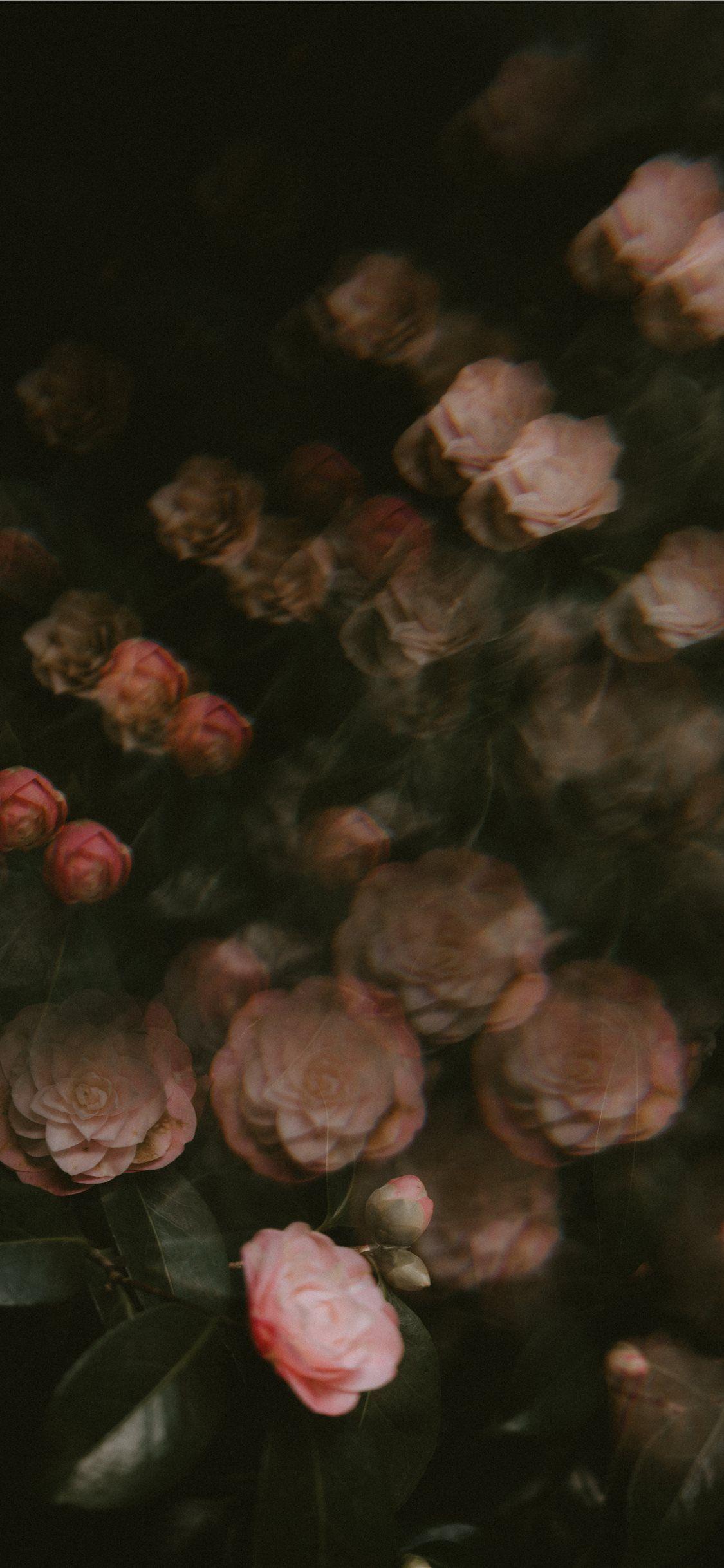 Brown Flower Wallpapers - Top Free Brown Flower Backgrounds ...