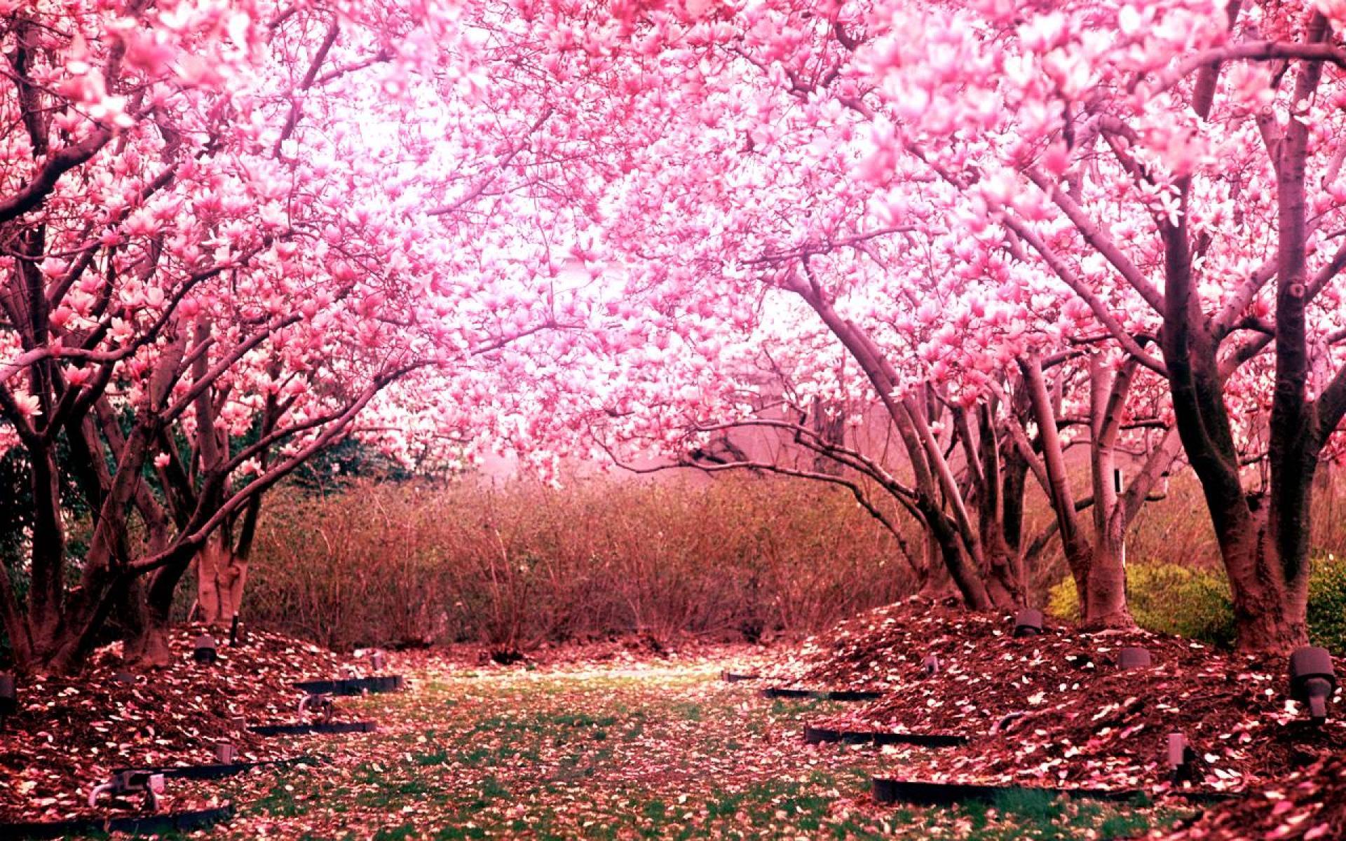 Pink Landscape Wallpapers - Top Free Pink Landscape Backgrounds ...