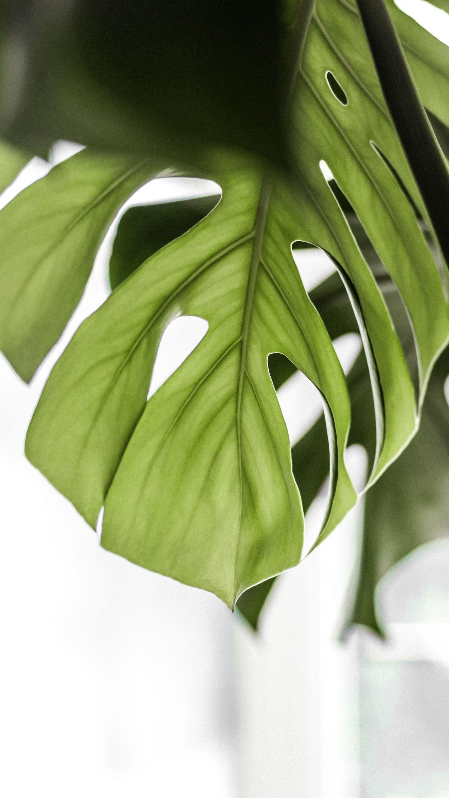 Monstera Wallpapers - Top Free Monstera Backgrounds - WallpaperAccess