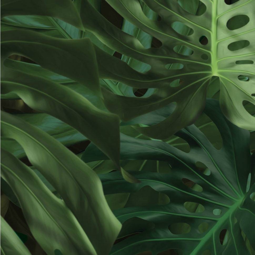 Monstera Wallpapers - Top Free Monstera Backgrounds - WallpaperAccess