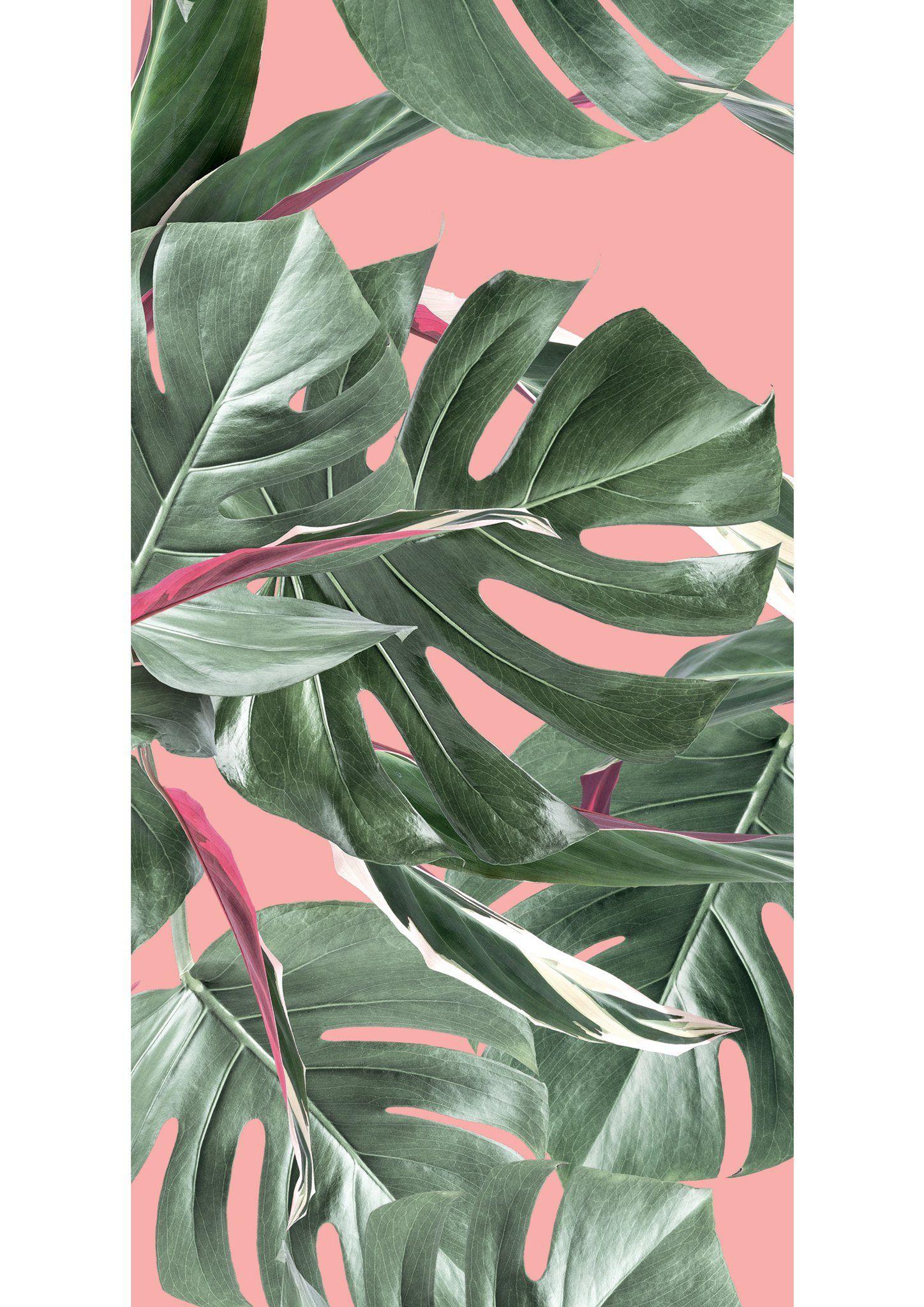 Monstera Wallpapers - Top Free Monstera Backgrounds - WallpaperAccess