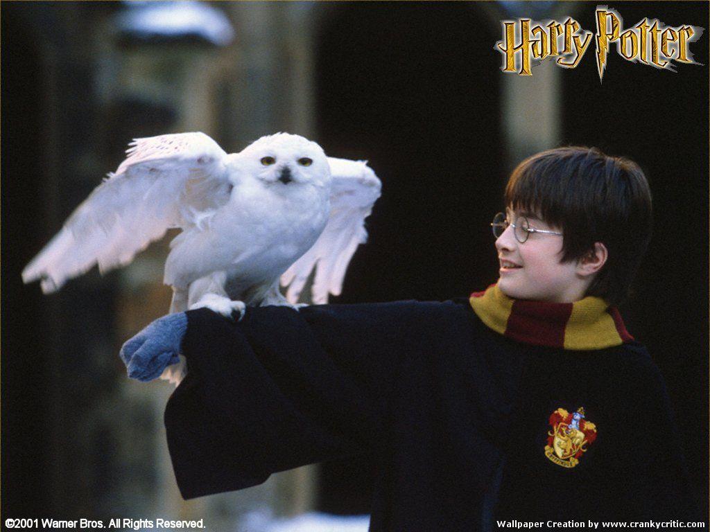 Hedwig Wallpapers - Top Free Hedwig Backgrounds - WallpaperAccess