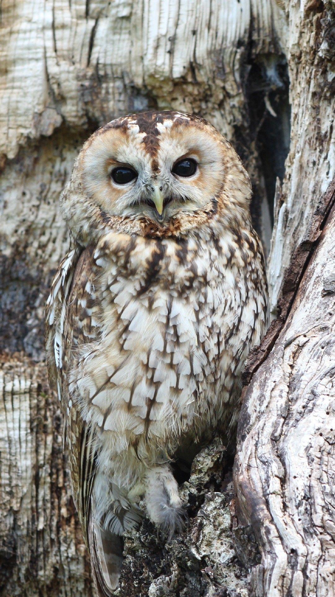 Owl Phone Wallpapers - Top Free Owl Phone Backgrounds - WallpaperAccess