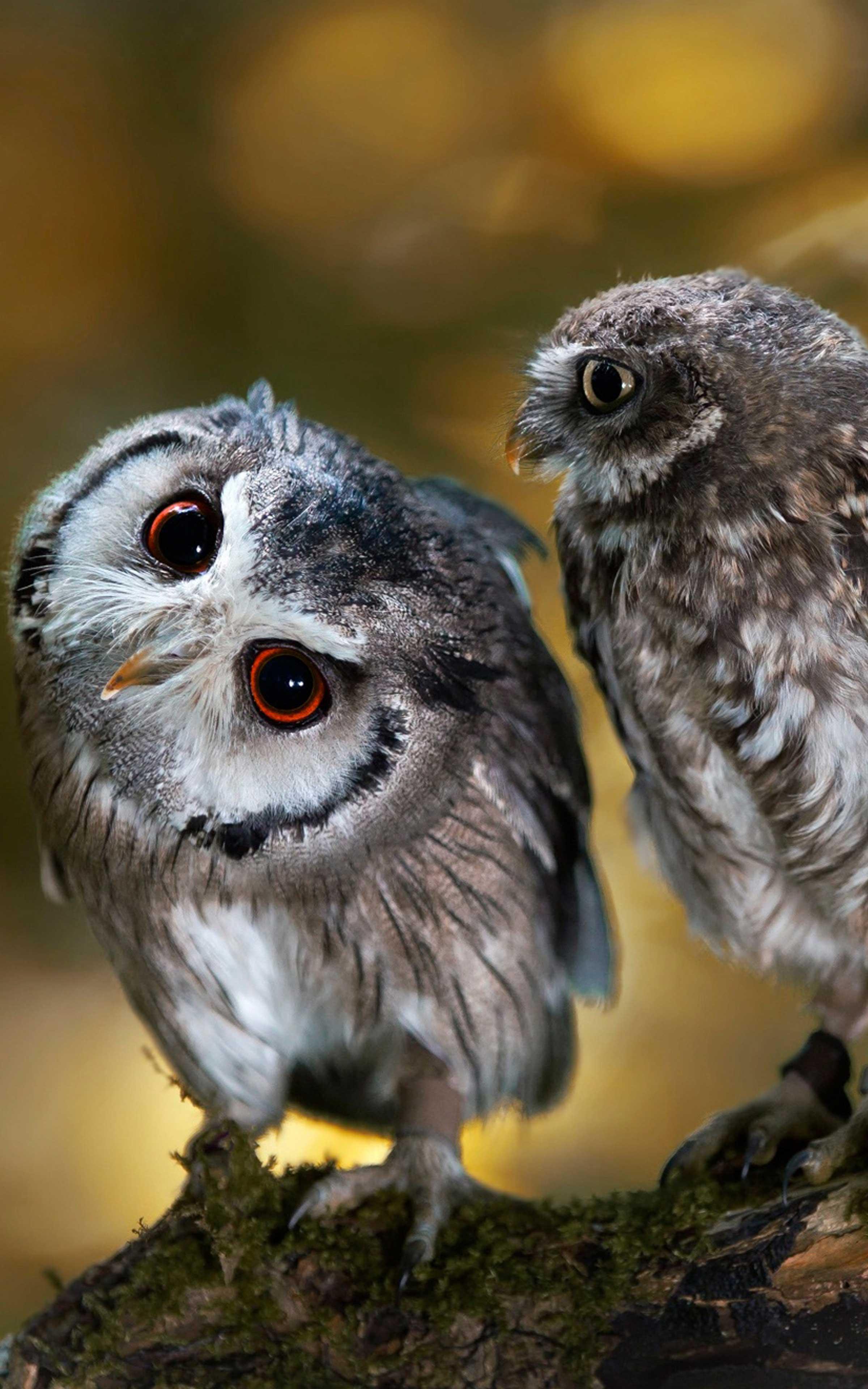 Owl Phone Wallpapers - Top Free Owl Phone Backgrounds - WallpaperAccess