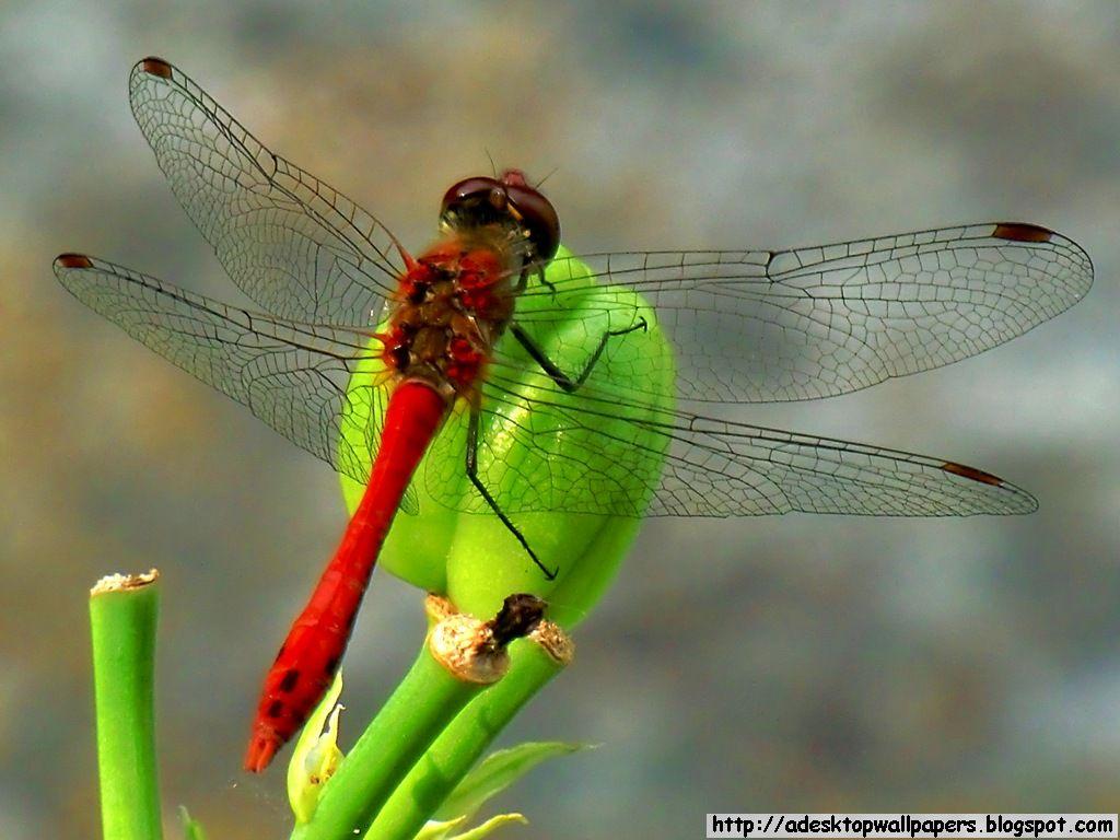 Dragonfly Wallpapers - Top Free Dragonfly Backgrounds - WallpaperAccess