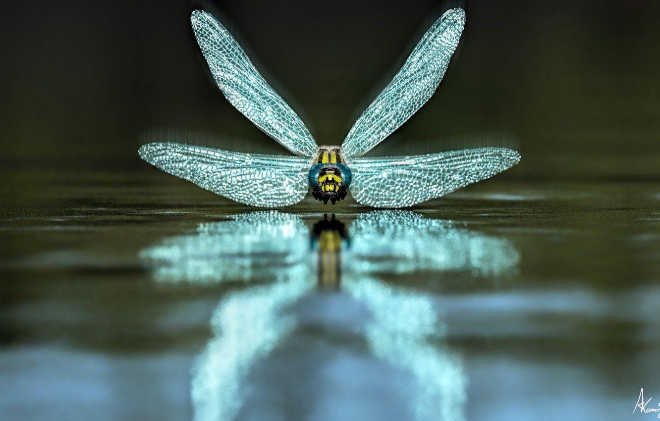 Dragonfly Desktop Wallpapers - Top Free Dragonfly Desktop Backgrounds ...