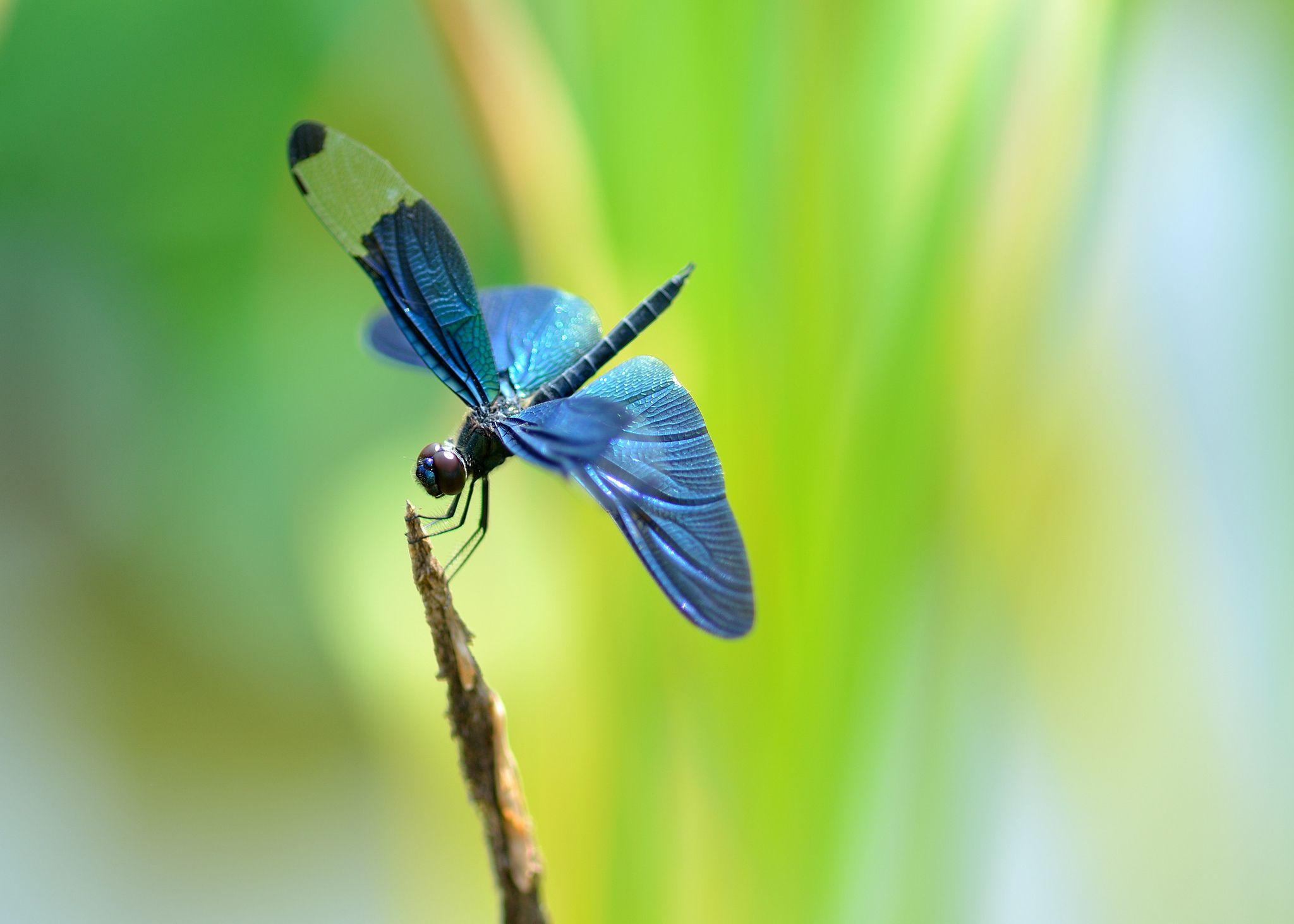 Dragonfly HD Wallpapers - Top Free Dragonfly HD Backgrounds - WallpaperAccess