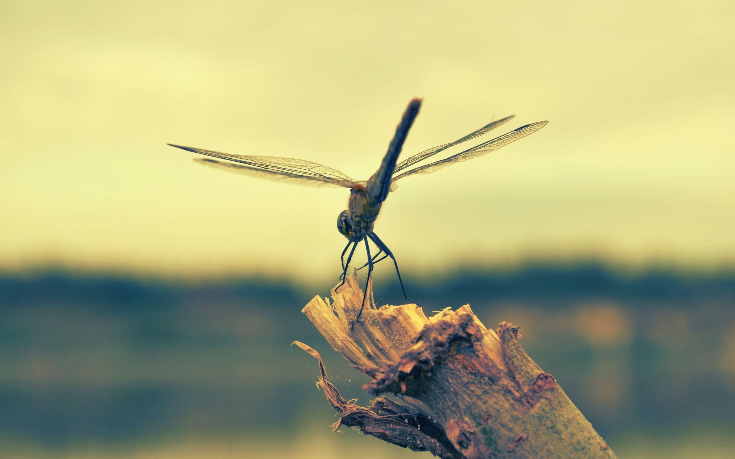 Dragonfly Wallpapers - Top Free Dragonfly Backgrounds - WallpaperAccess