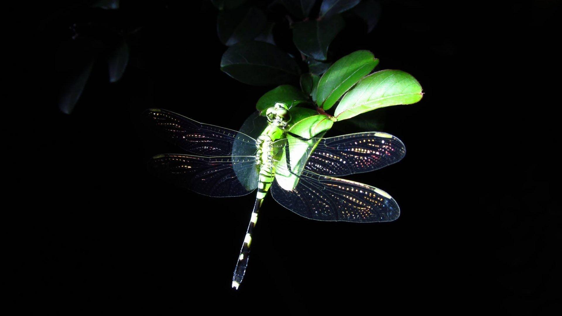 Dragonfly Wallpapers - Top Free Dragonfly Backgrounds - WallpaperAccess