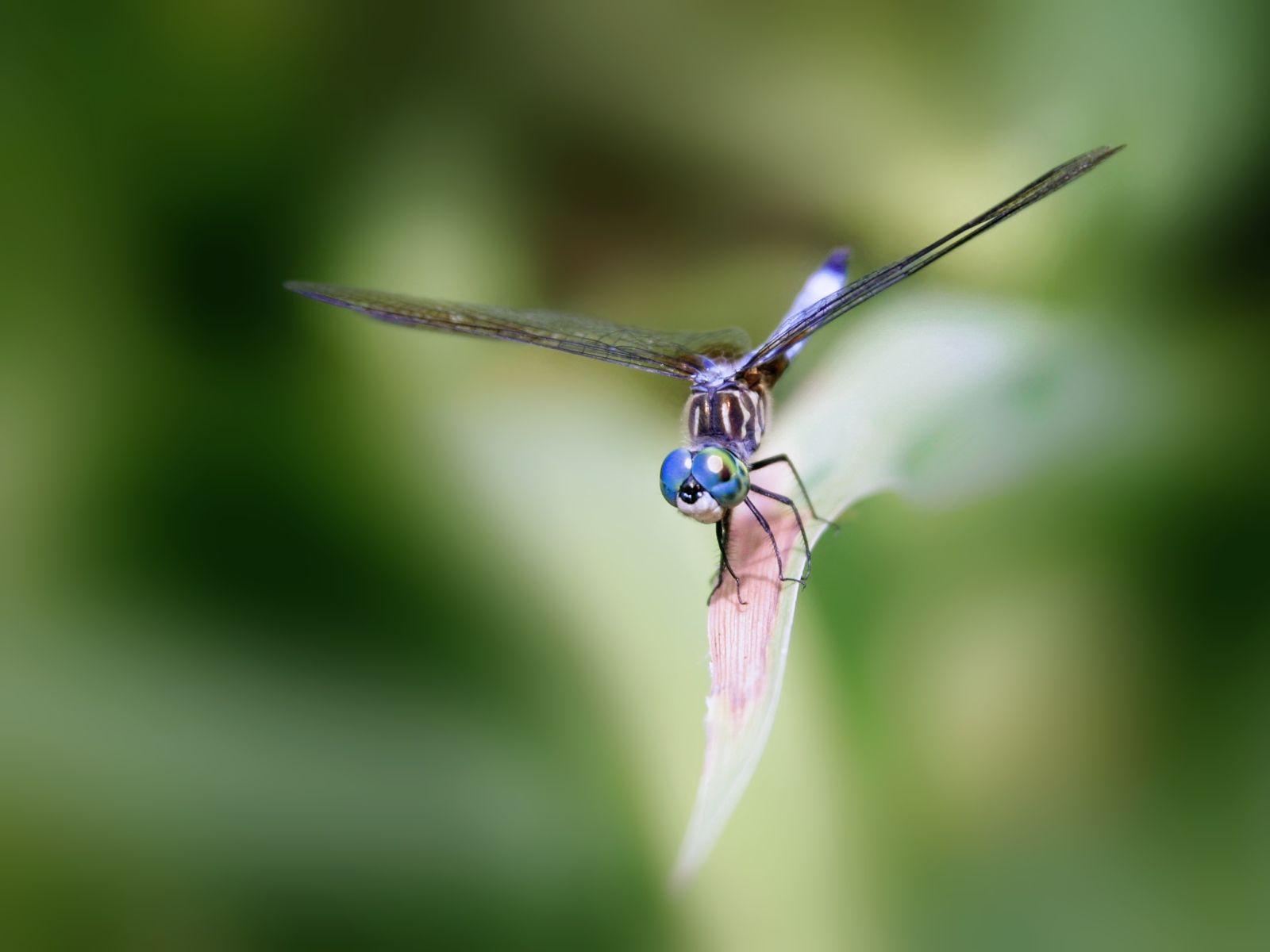 Dragonfly Wallpapers - Top Free Dragonfly Backgrounds - WallpaperAccess