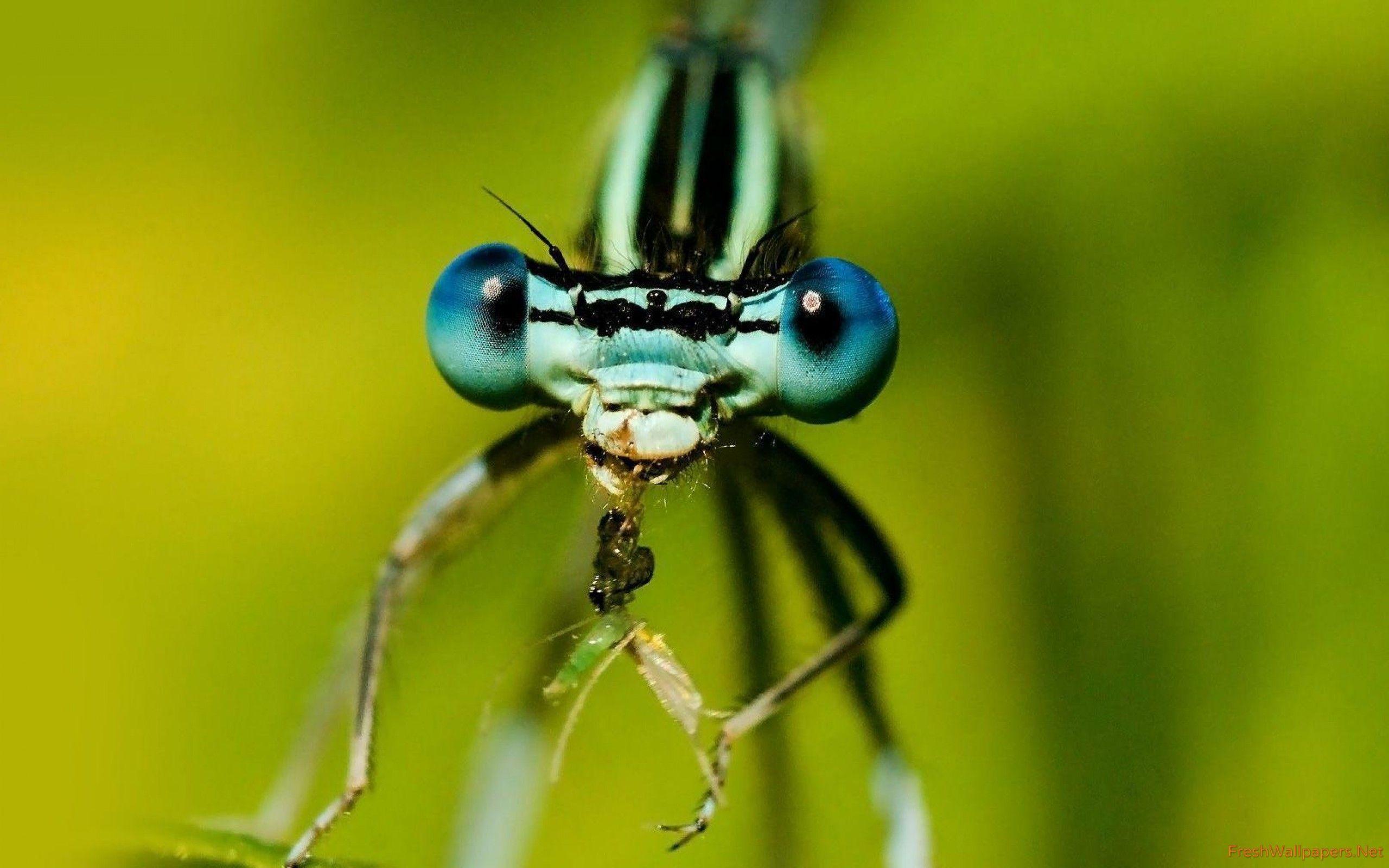 Bug Wallpapers - Top Free Bug Backgrounds - WallpaperAccess