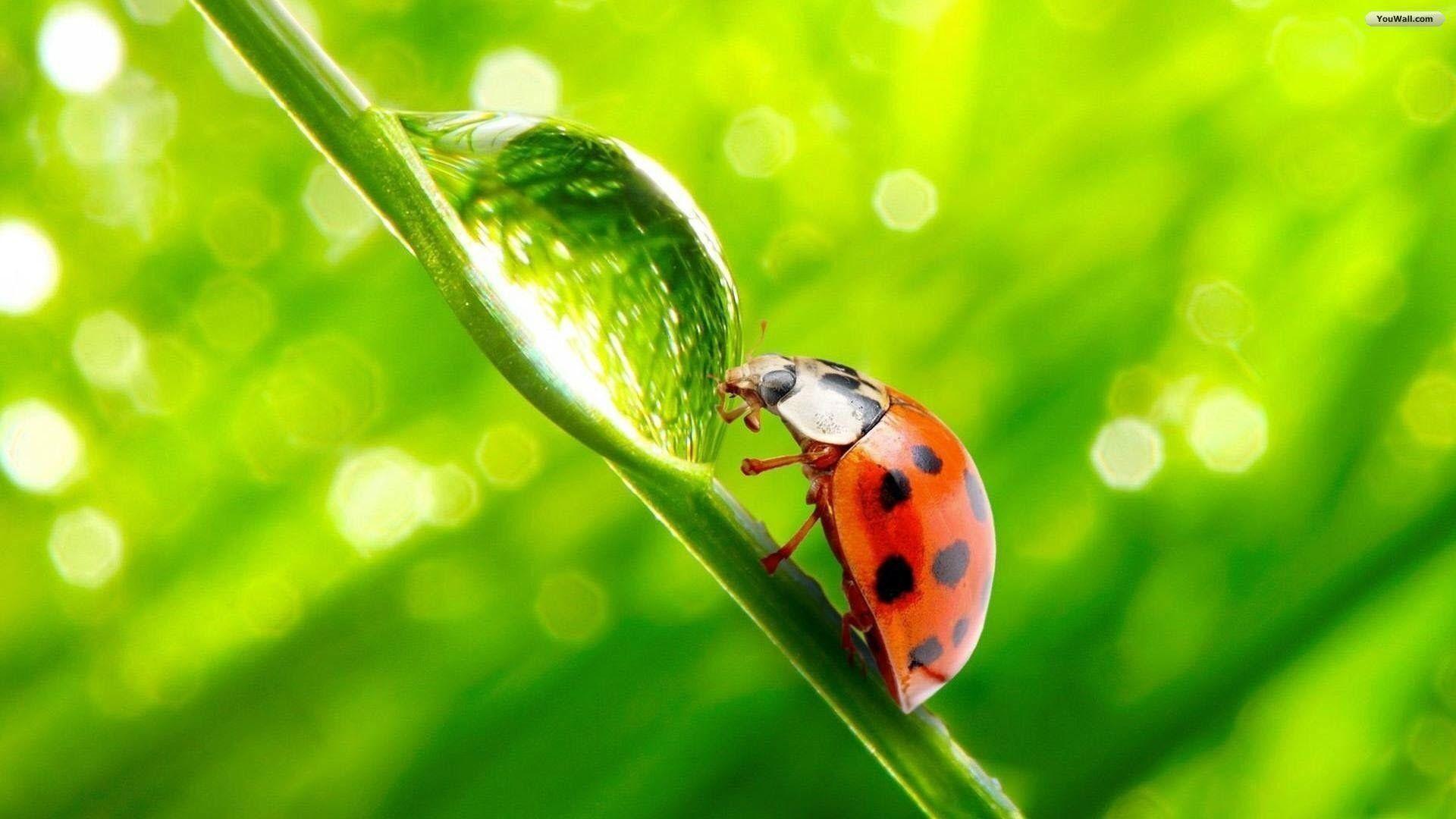 Bug Wallpapers - Top Free Bug Backgrounds - WallpaperAccess