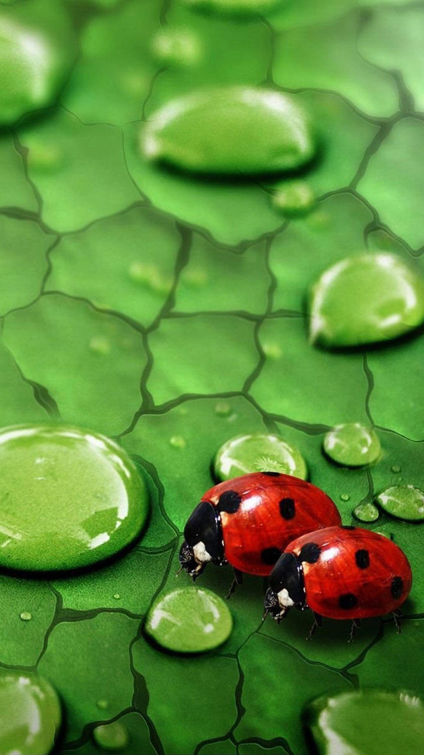 Bug Wallpapers - Top Free Bug Backgrounds - WallpaperAccess