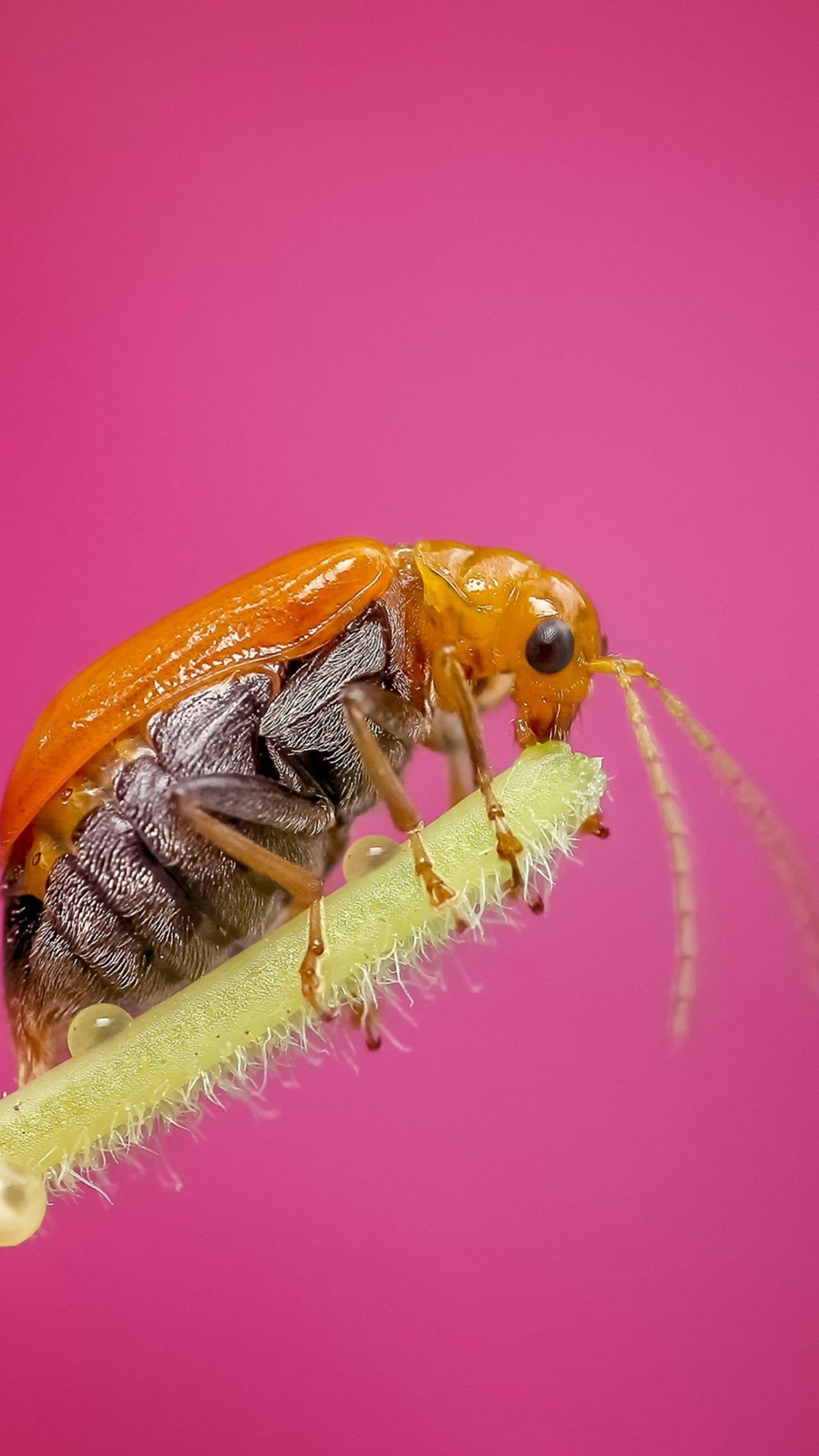 Bug Wallpapers - Top Free Bug Backgrounds - WallpaperAccess