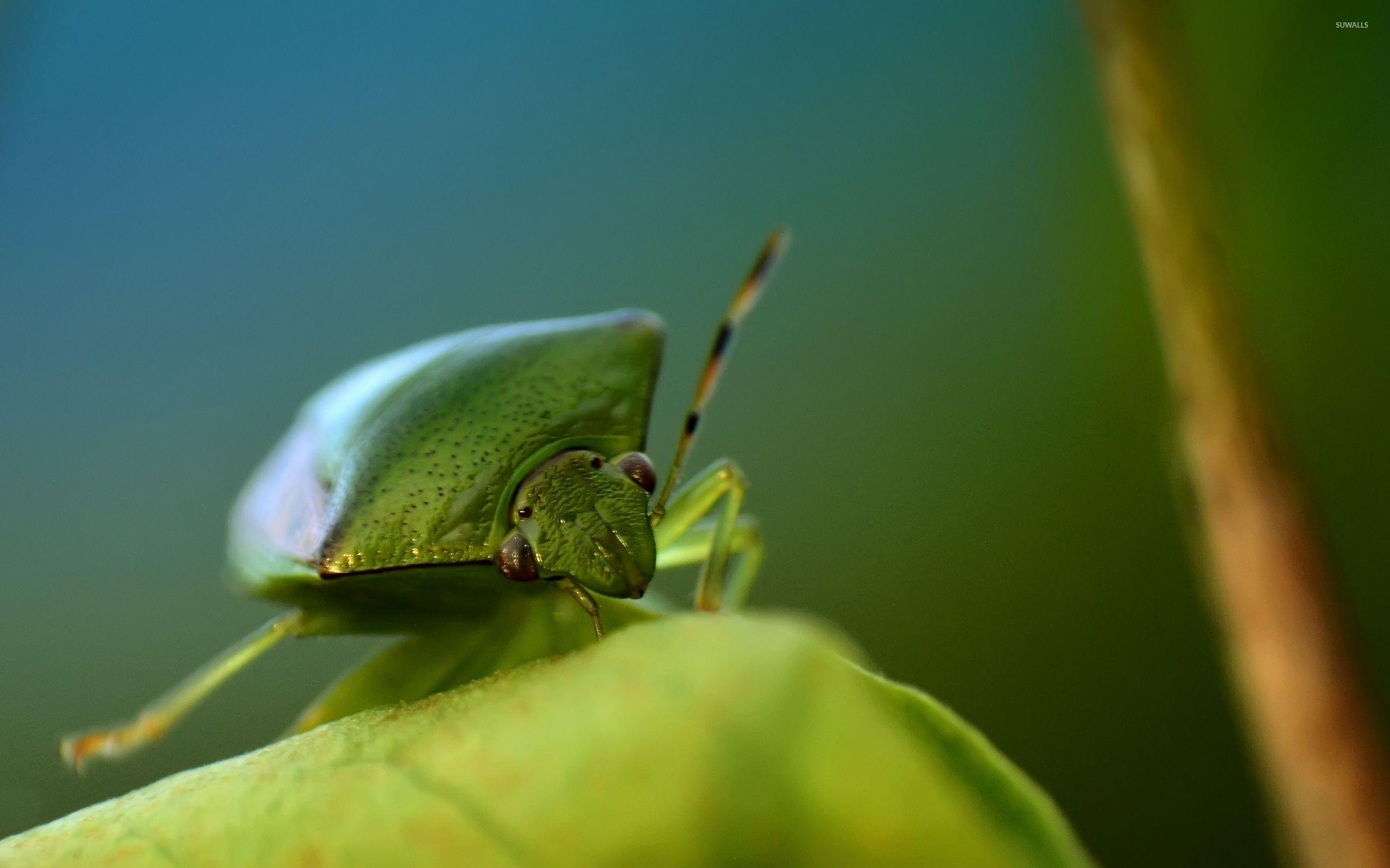 Bug Wallpapers - Top Free Bug Backgrounds - WallpaperAccess