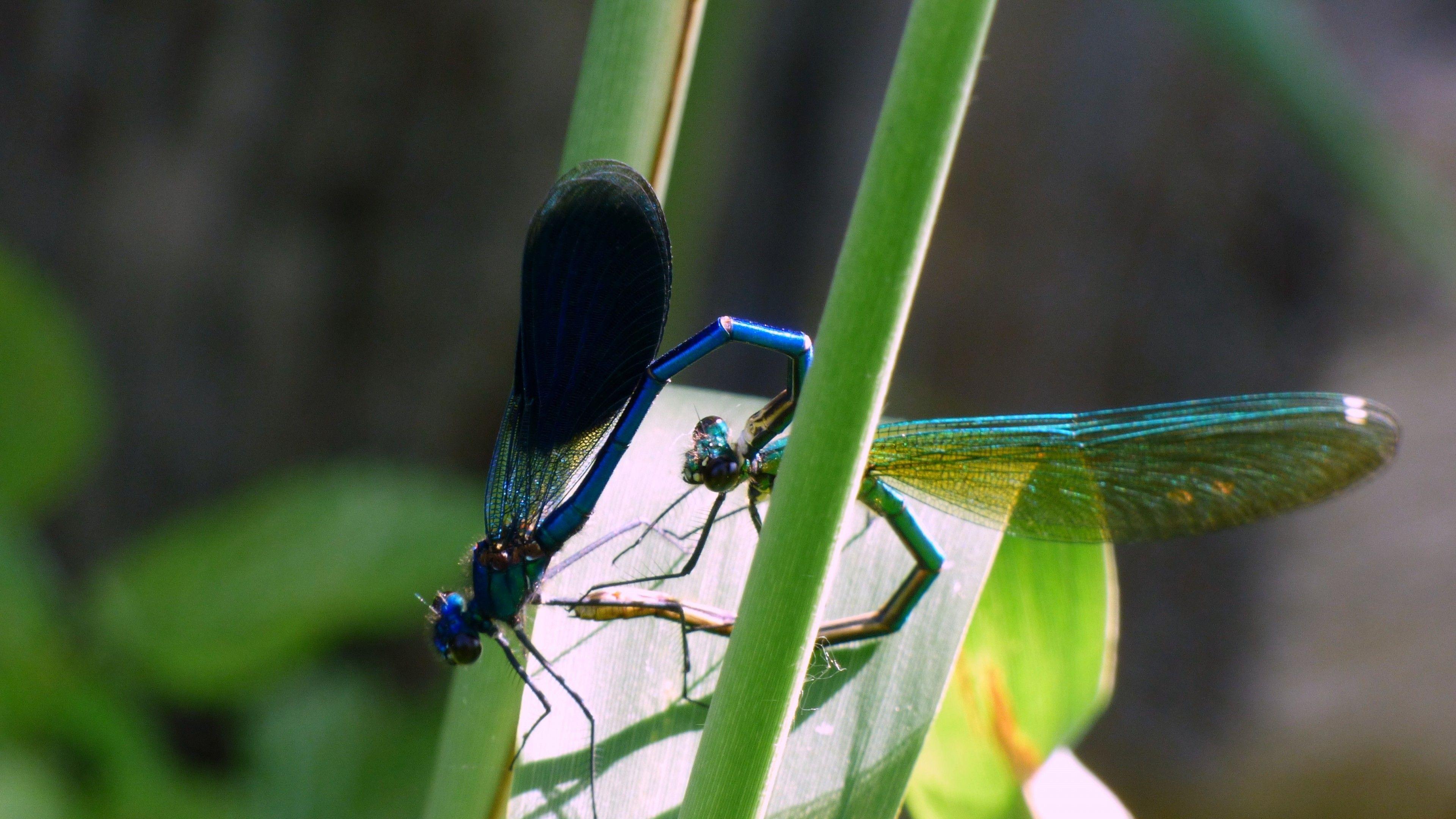 Bug Wallpapers - Top Free Bug Backgrounds - WallpaperAccess