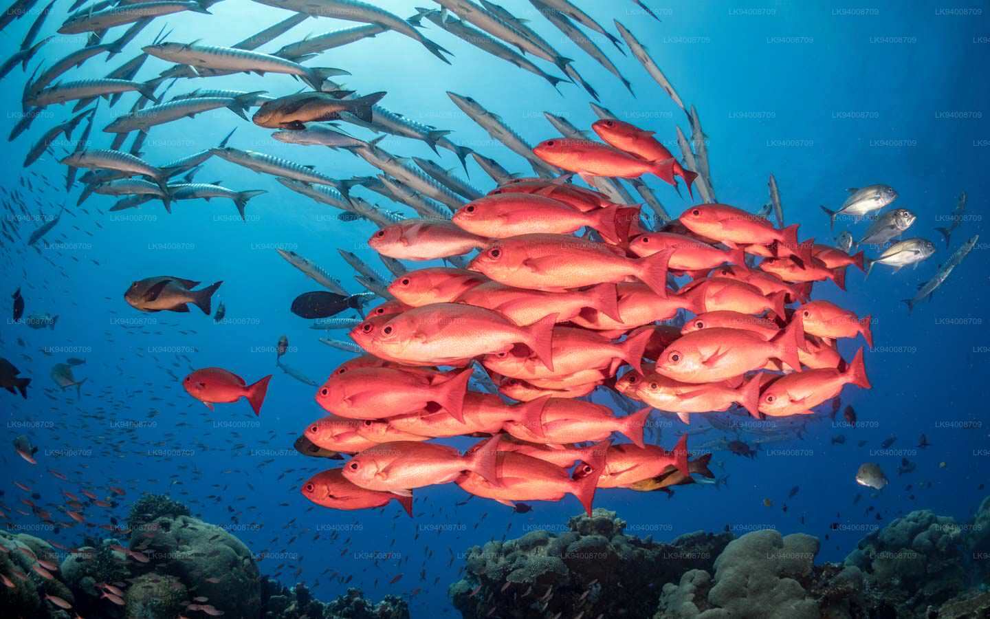 Snapper Wallpapers - Top Free Snapper Backgrounds - WallpaperAccess