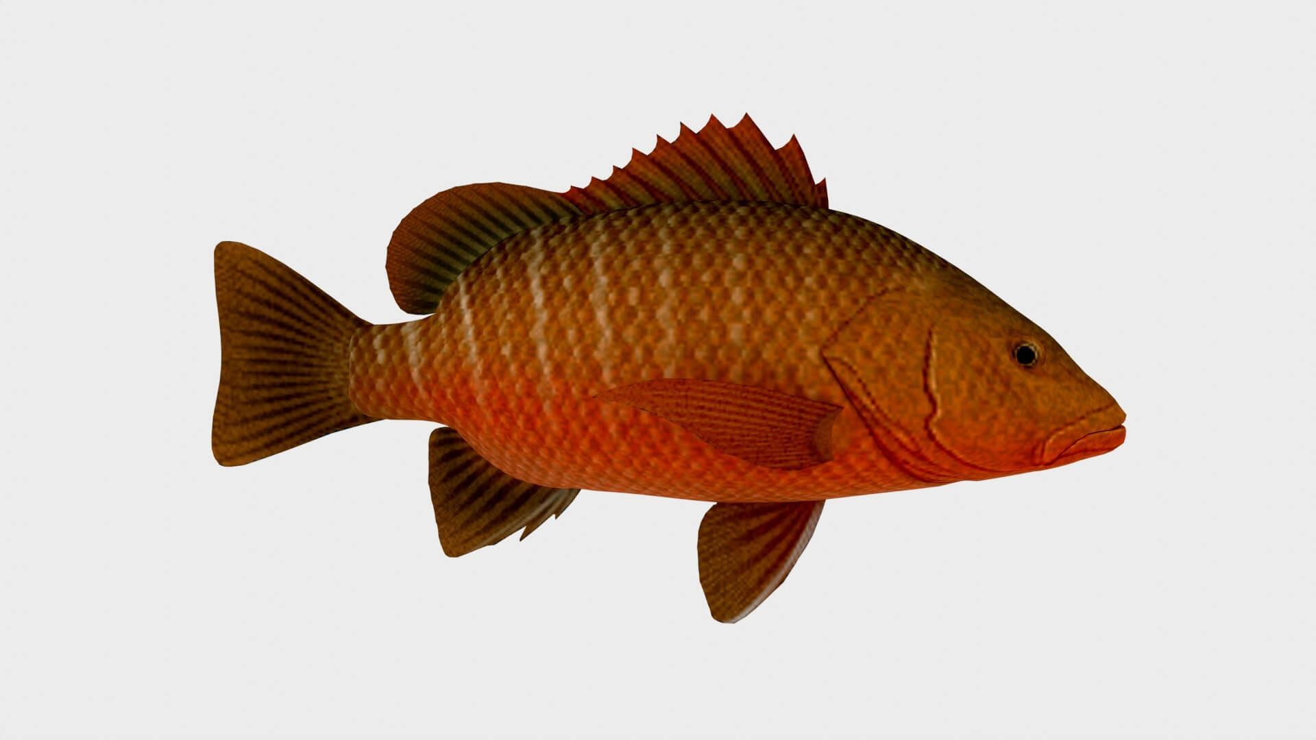 Snapper Wallpapers - Top Free Snapper Backgrounds - WallpaperAccess