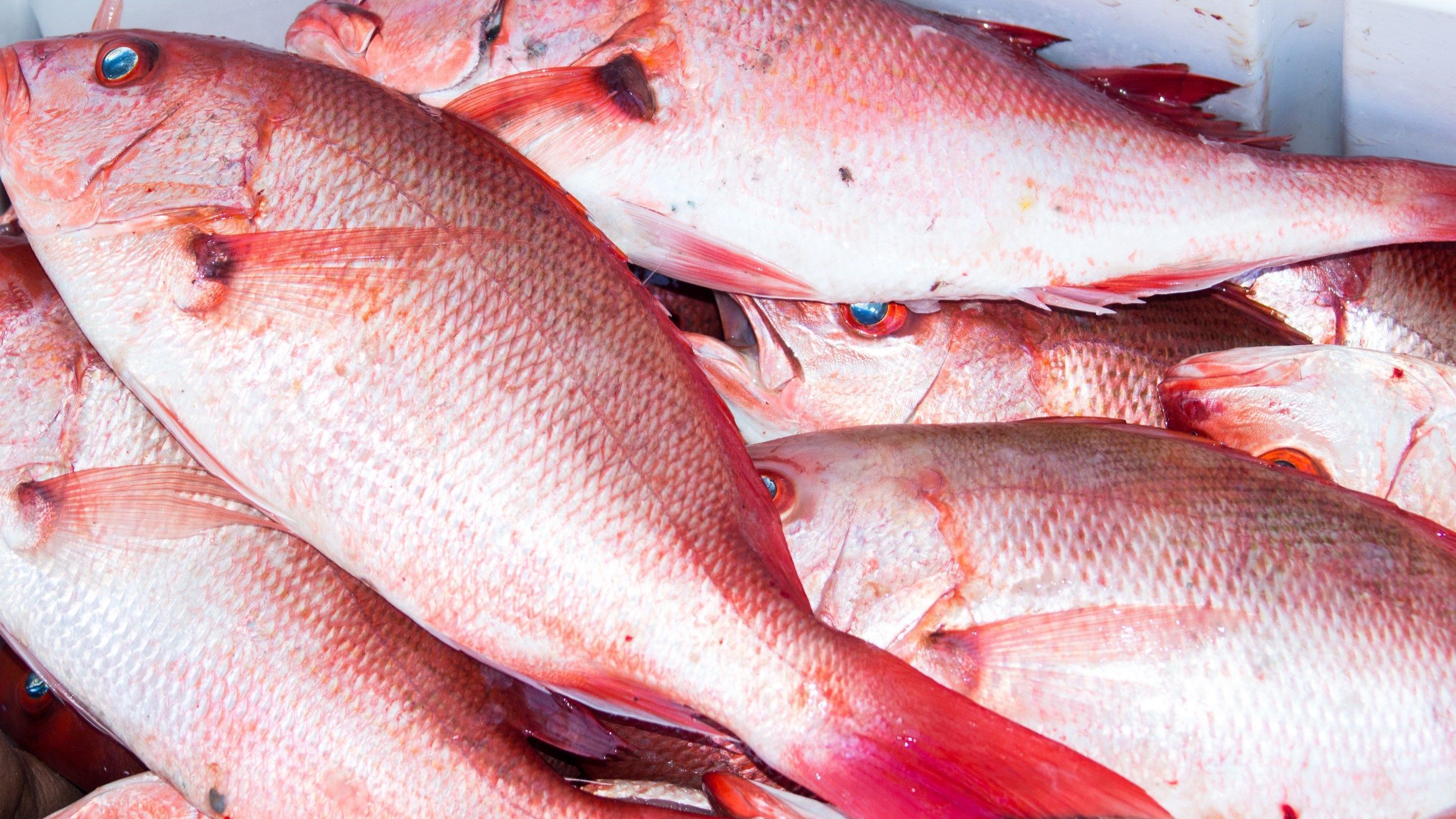 Snapper Wallpapers - Top Free Snapper Backgrounds - WallpaperAccess