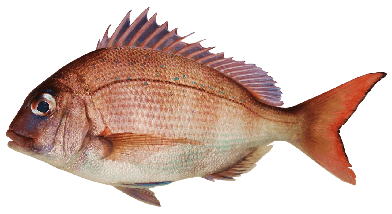 Snapper Wallpapers - Top Free Snapper Backgrounds - WallpaperAccess