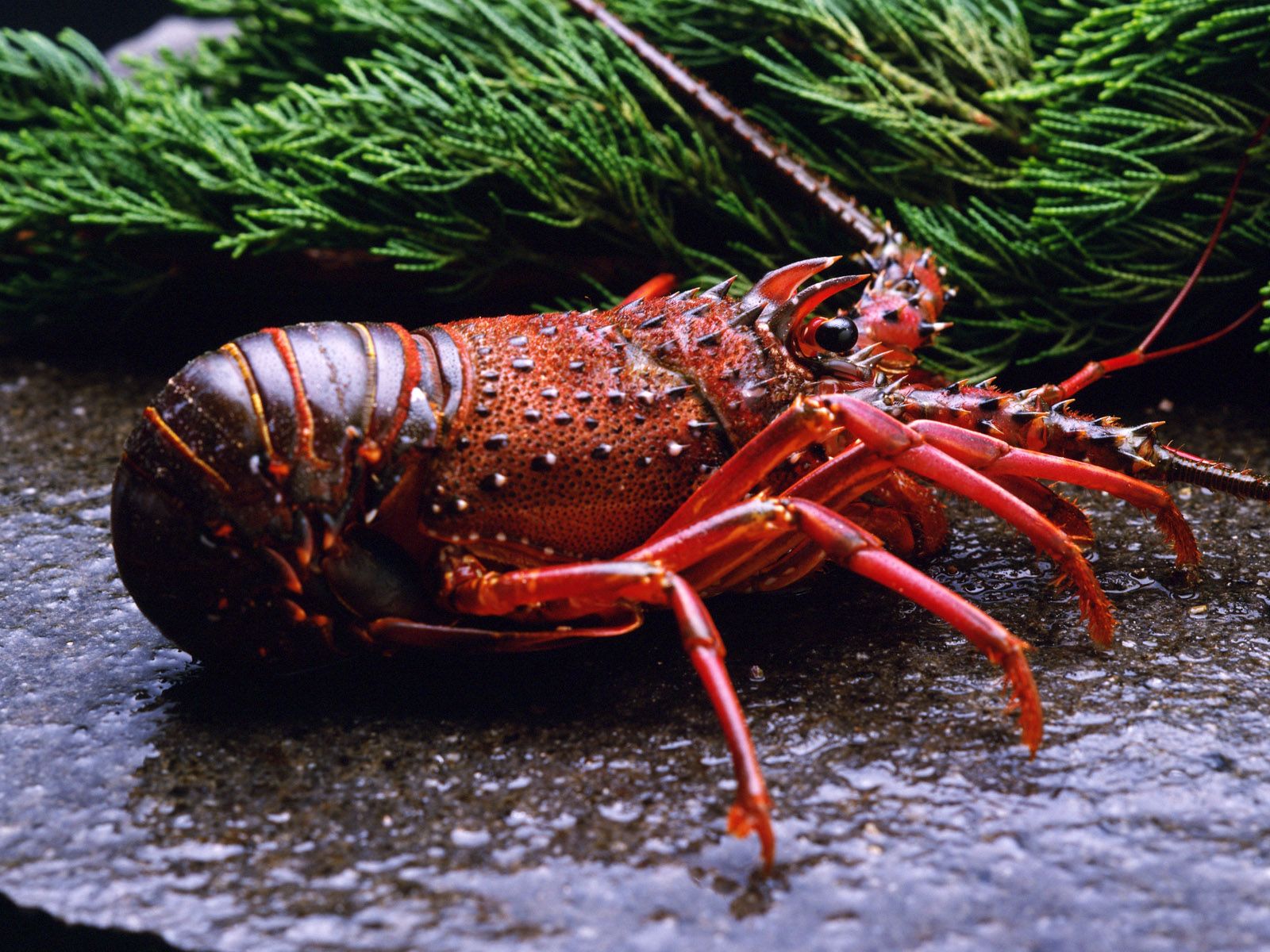 Crayfish Wallpapers - Top Free Crayfish Backgrounds - WallpaperAccess