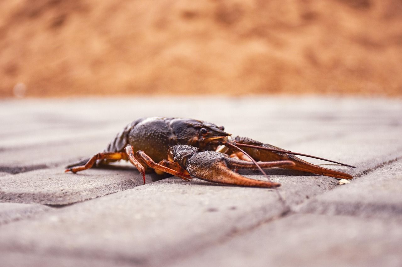 Crayfish Wallpapers - Top Free Crayfish Backgrounds - WallpaperAccess