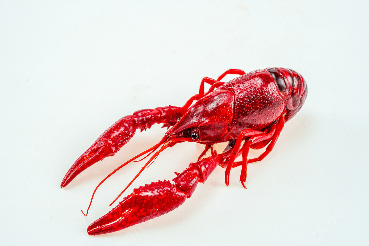 Crayfish Wallpapers - Top Free Crayfish Backgrounds - WallpaperAccess
