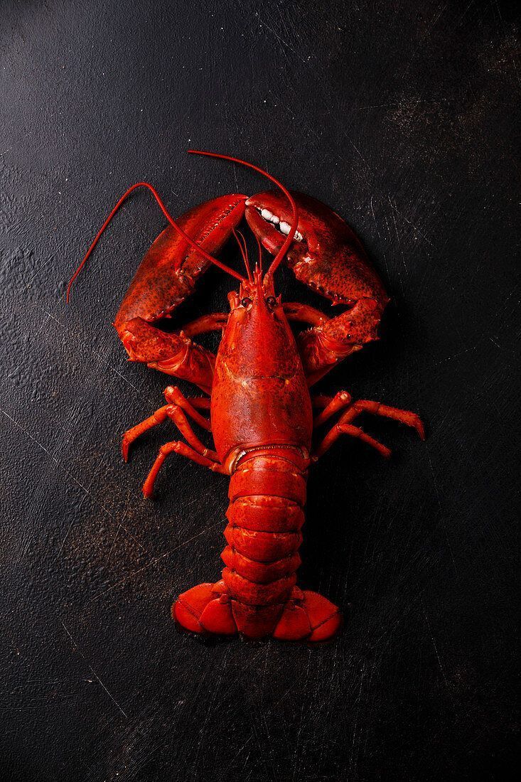 Crayfish Wallpapers - Top Free Crayfish Backgrounds - WallpaperAccess