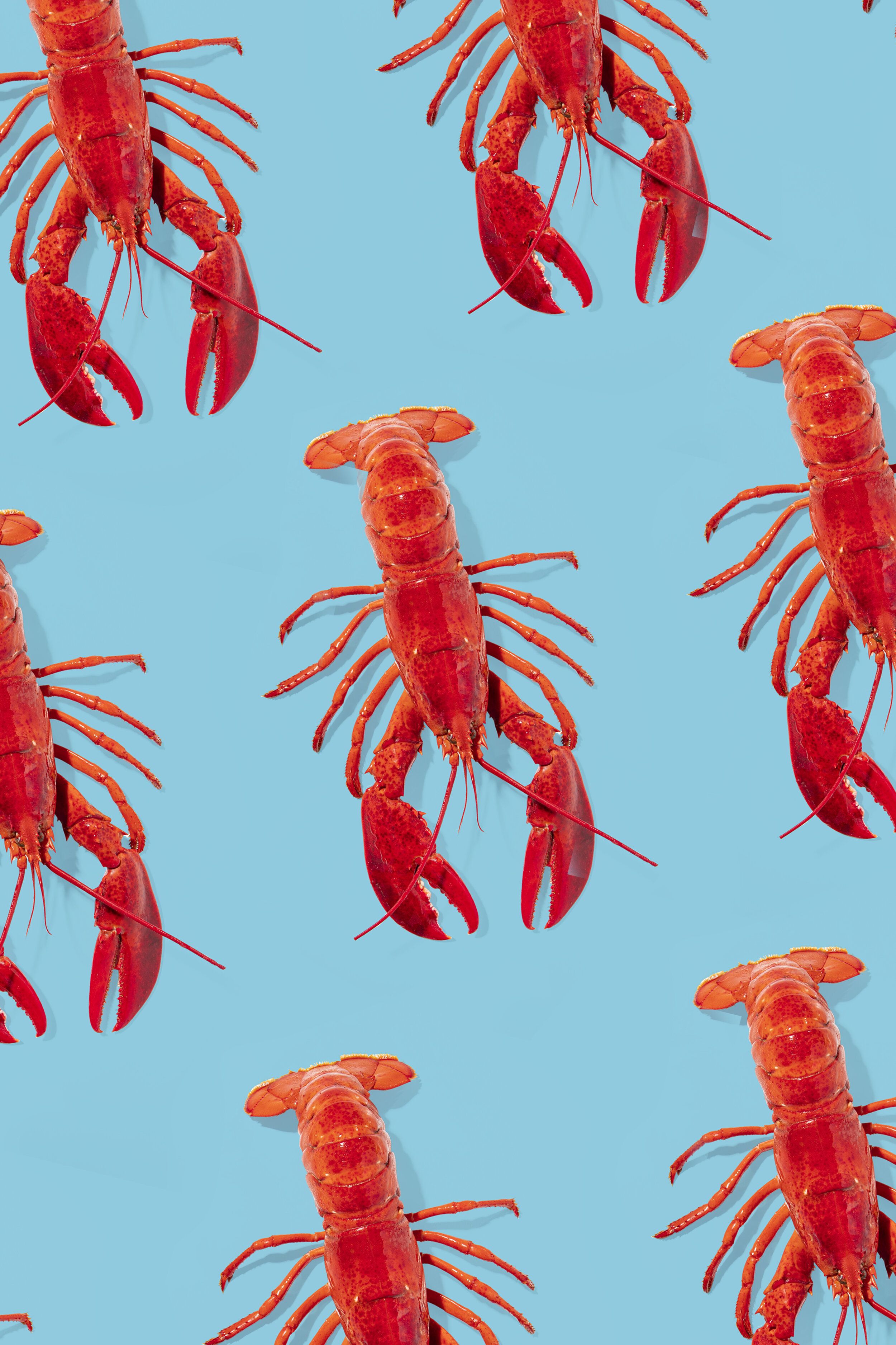 Crayfish Wallpapers - Top Free Crayfish Backgrounds - WallpaperAccess