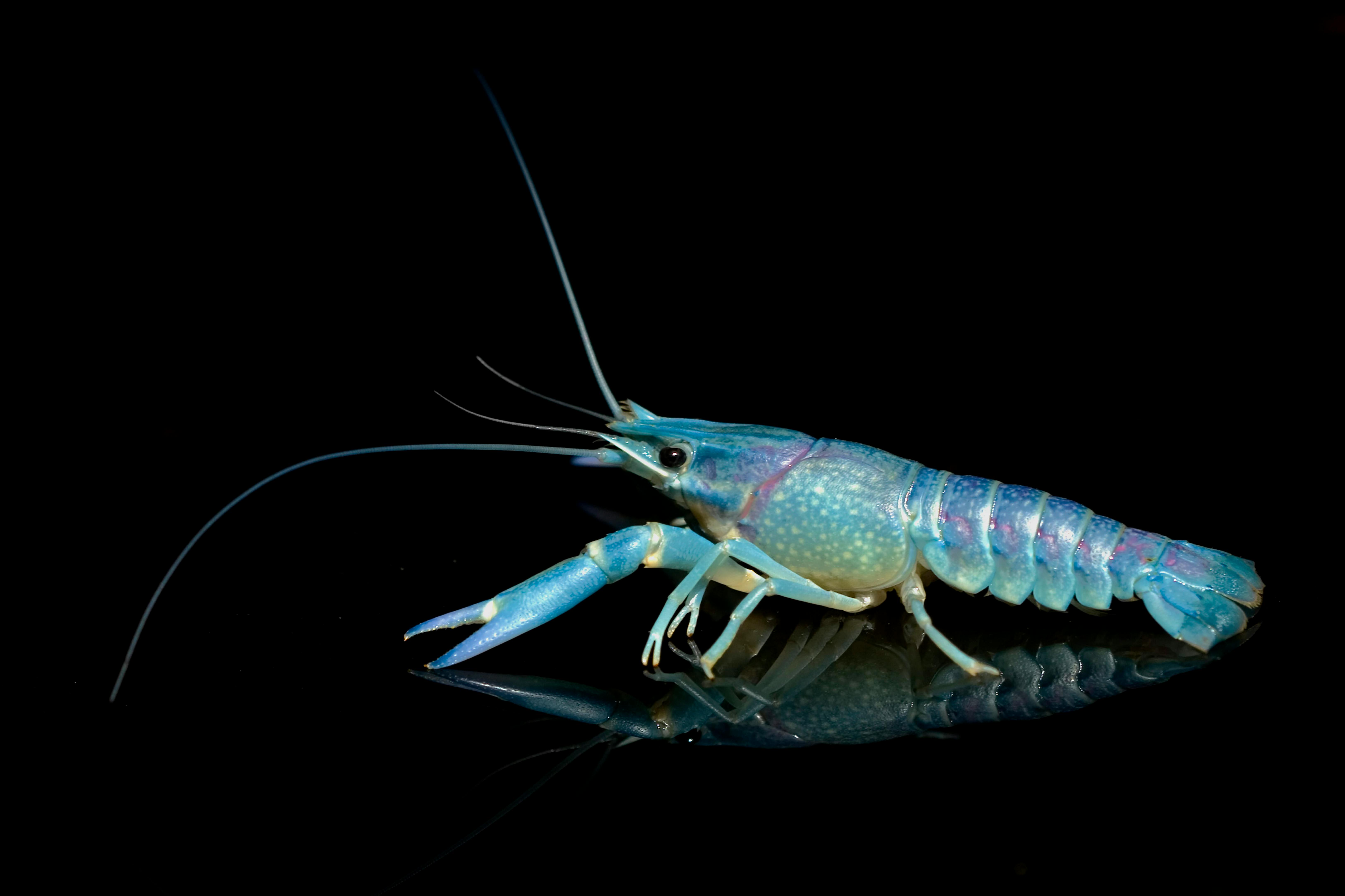 Crayfish Wallpapers - Top Free Crayfish Backgrounds - WallpaperAccess