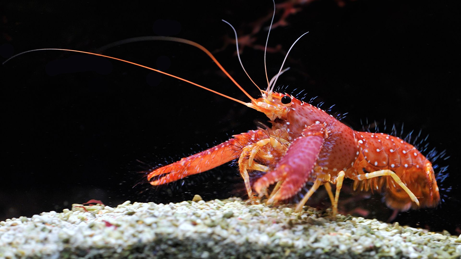 Crayfish Wallpapers - Top Free Crayfish Backgrounds - WallpaperAccess