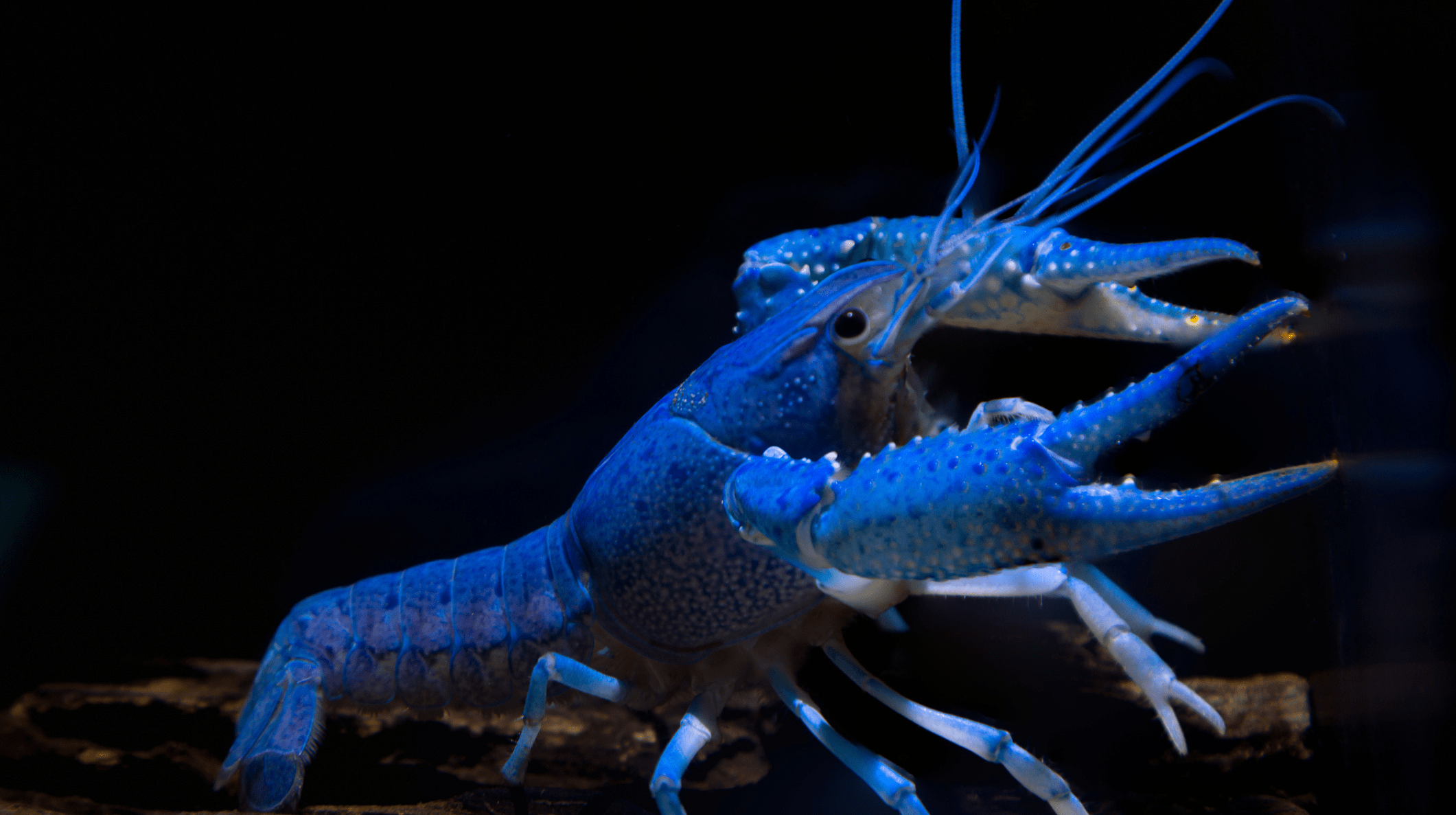 Crayfish Wallpapers - Top Free Crayfish Backgrounds - WallpaperAccess