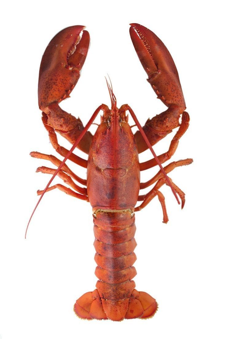 Crayfish Wallpapers - Top Free Crayfish Backgrounds - WallpaperAccess