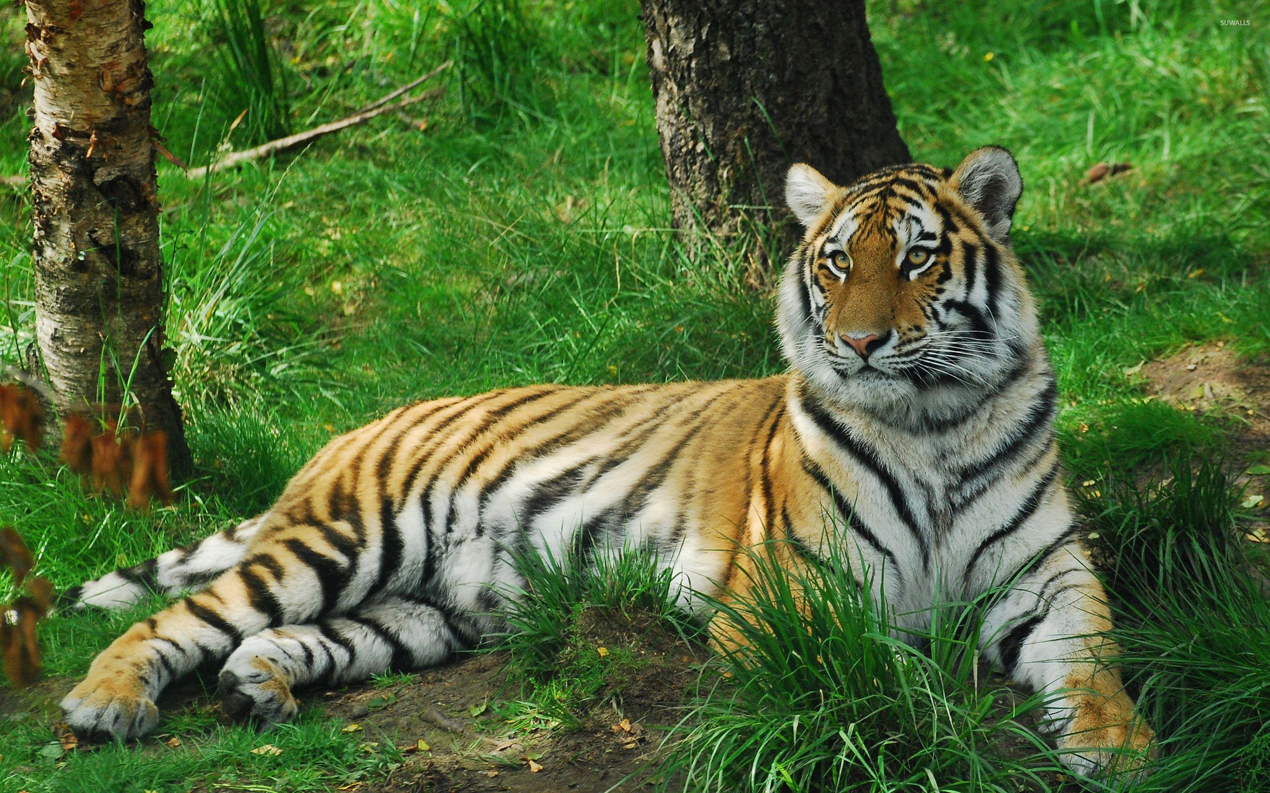 Jungle Animals Wallpapers - Top Free Jungle Animals Backgrounds ...