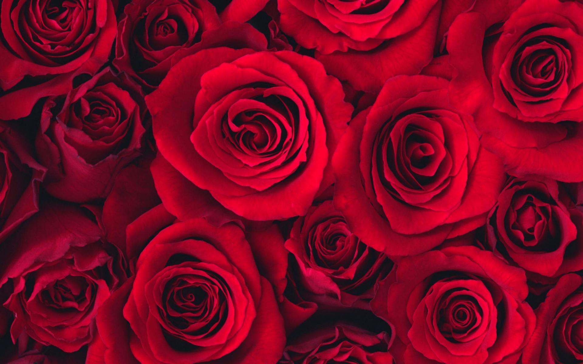 Abstract Rose Wallpapers - Top Free Abstract Rose Backgrounds ...
