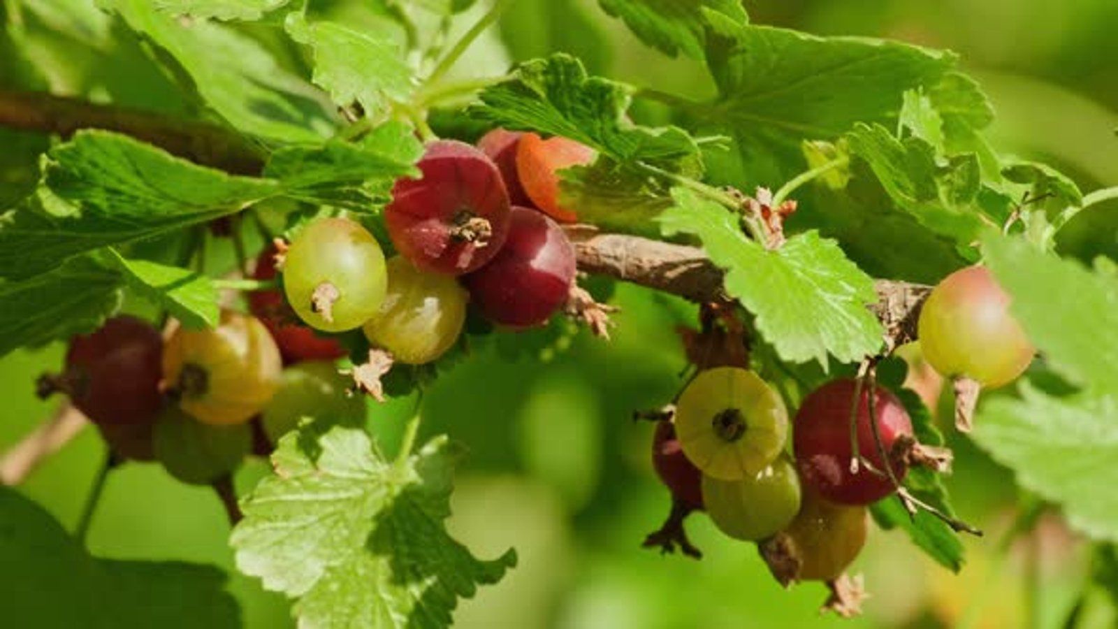 Gooseberry Wallpapers - Top Free Gooseberry Backgrounds - WallpaperAccess