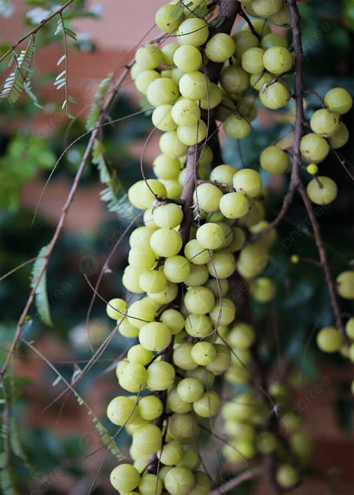 Amla Wallpapers - Top Free Amla Backgrounds - WallpaperAccess