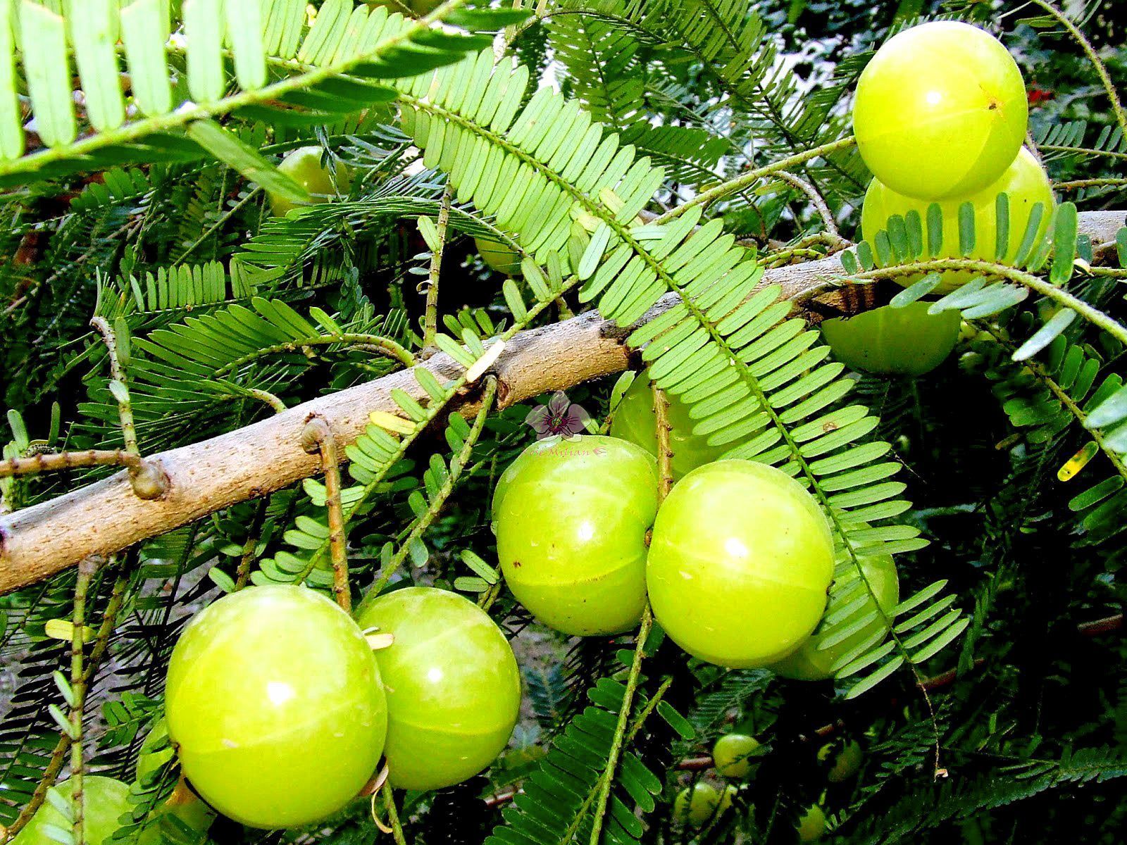 Amla Wallpapers - Top Free Amla Backgrounds - WallpaperAccess