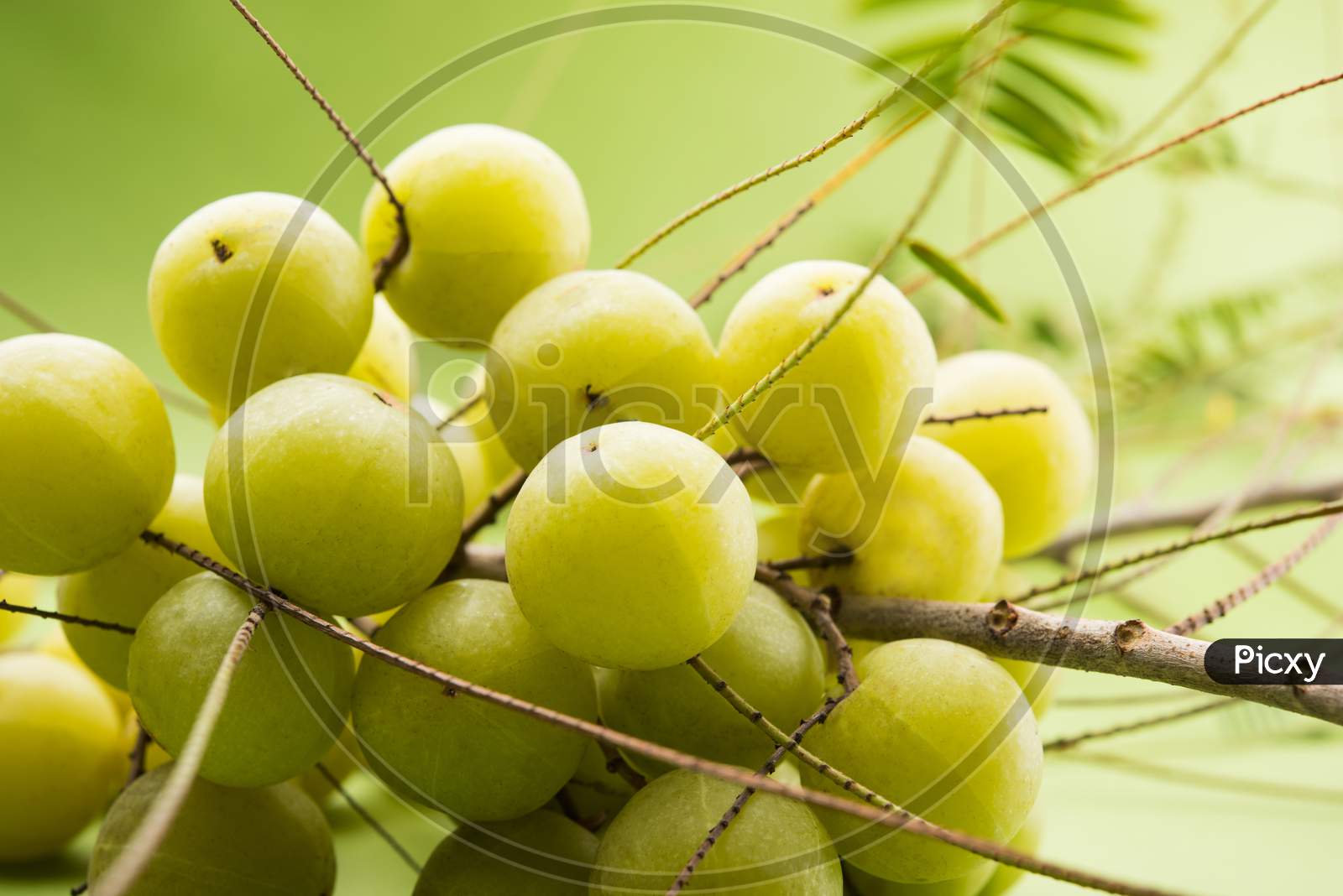 Amla Wallpapers - Top Free Amla Backgrounds - WallpaperAccess