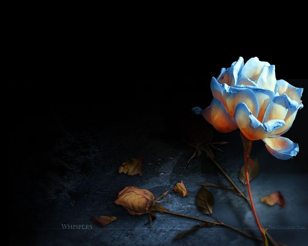 Dark Flower Wallpapers - Top Free Dark Flower Backgrounds - WallpaperAccess