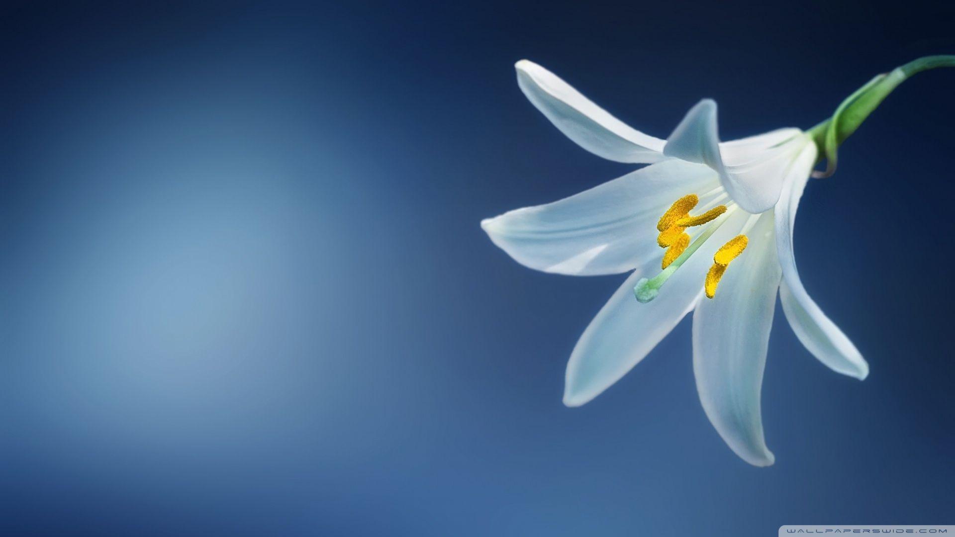 Lily Flower Wallpapers - Top Free Lily Flower Backgrounds - WallpaperAccess