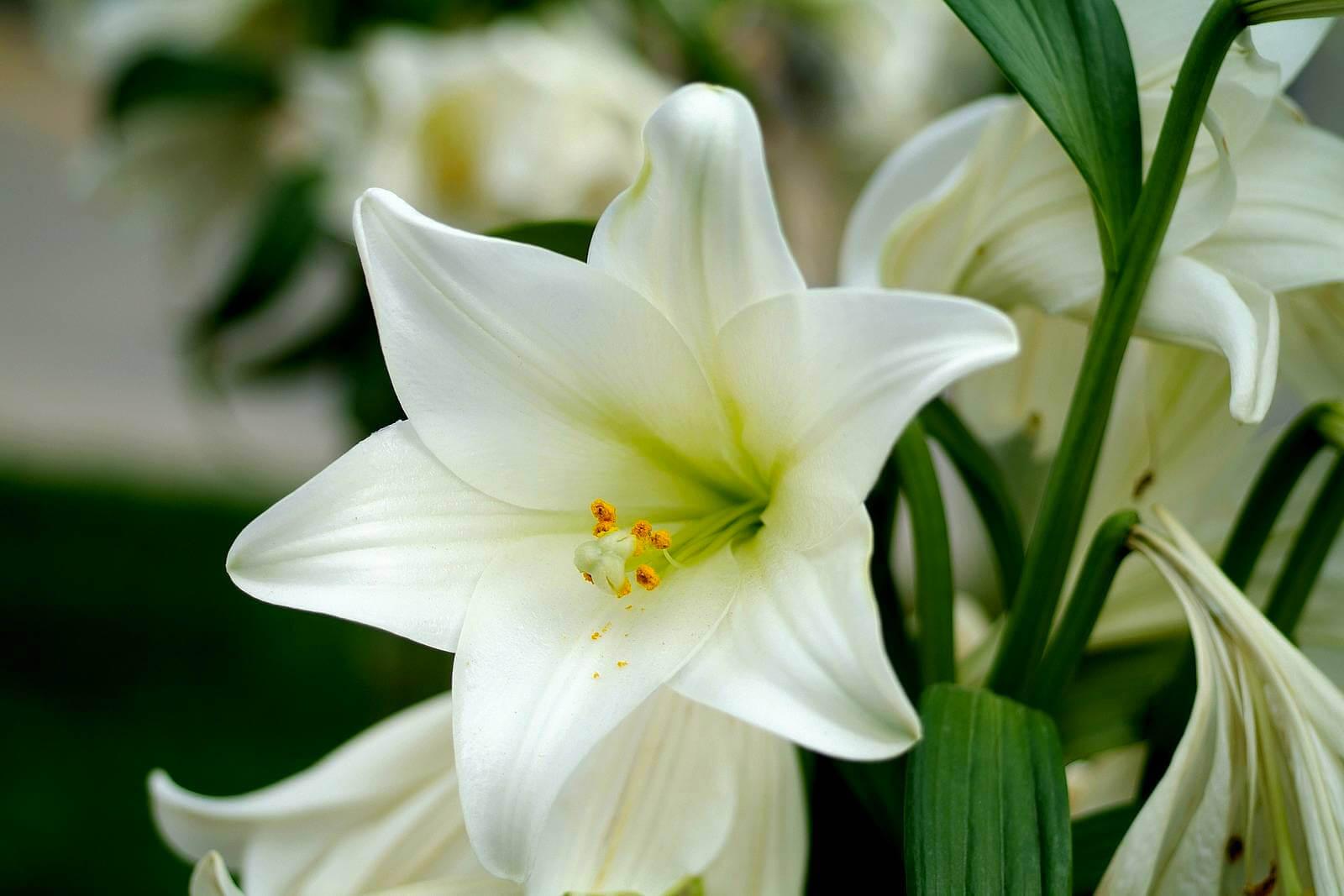 Lily Flower Wallpapers - Top Free Lily Flower Backgrounds - WallpaperAccess