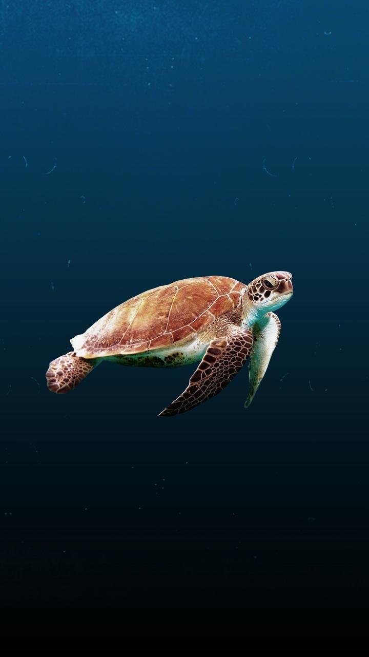 Turtle HD Wallpapers - Top Free Turtle HD Backgrounds - WallpaperAccess