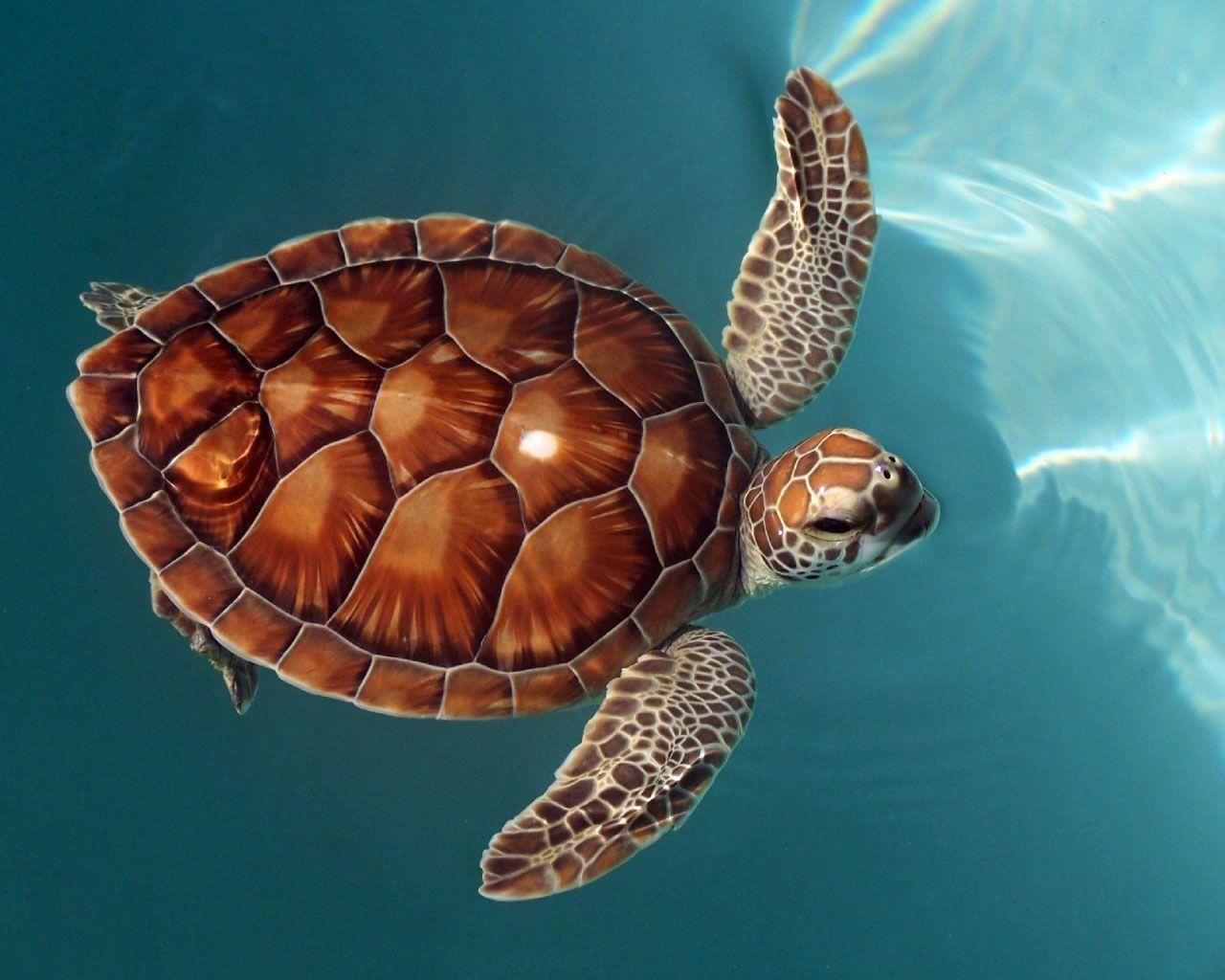 Turtle HD Wallpapers - Top Free Turtle HD Backgrounds - WallpaperAccess