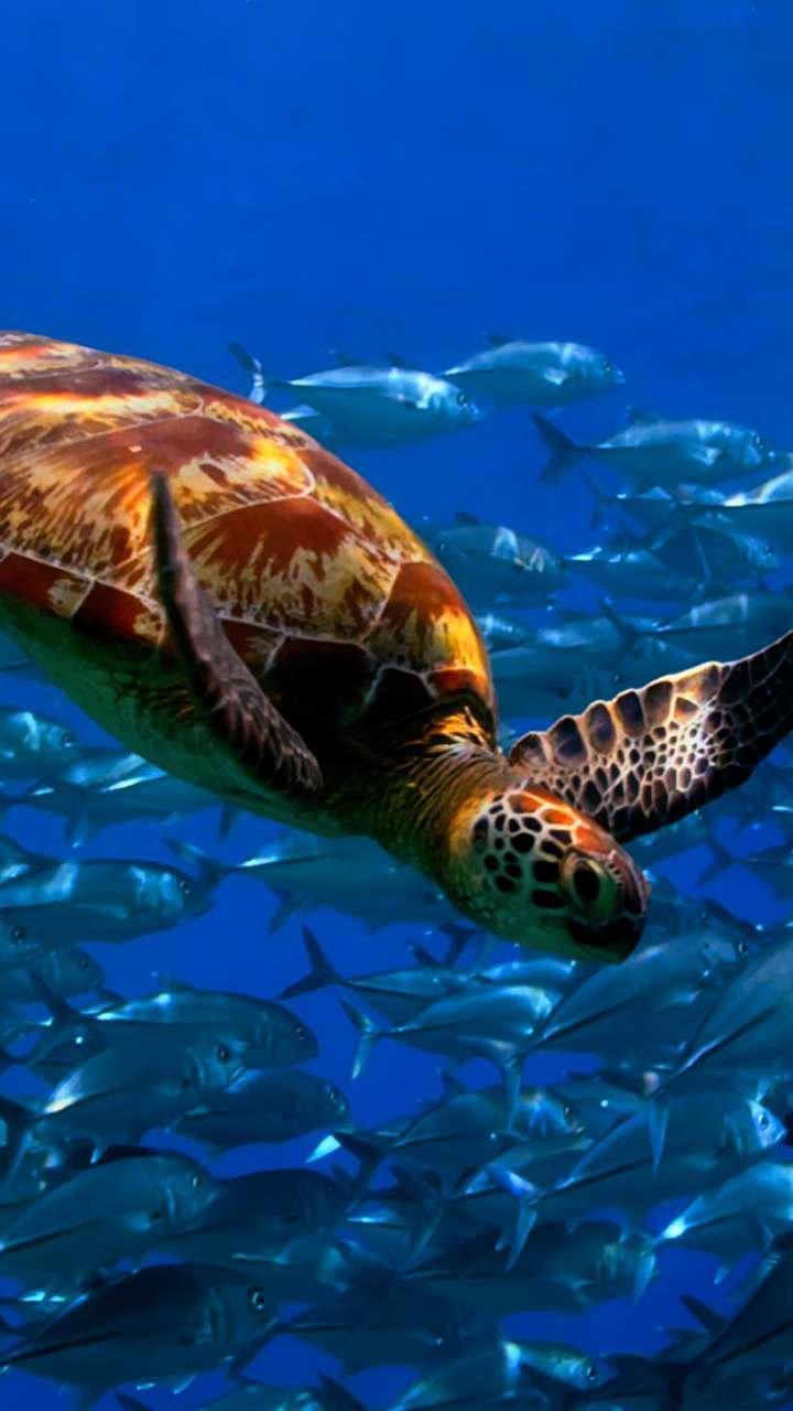 Turtle HD Wallpapers - Top Free Turtle HD Backgrounds - WallpaperAccess