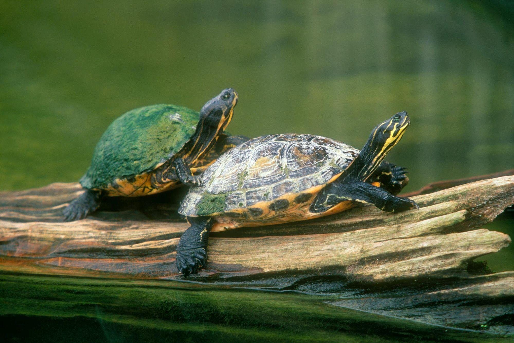 Turtle HD Wallpapers - Top Free Turtle HD Backgrounds - WallpaperAccess