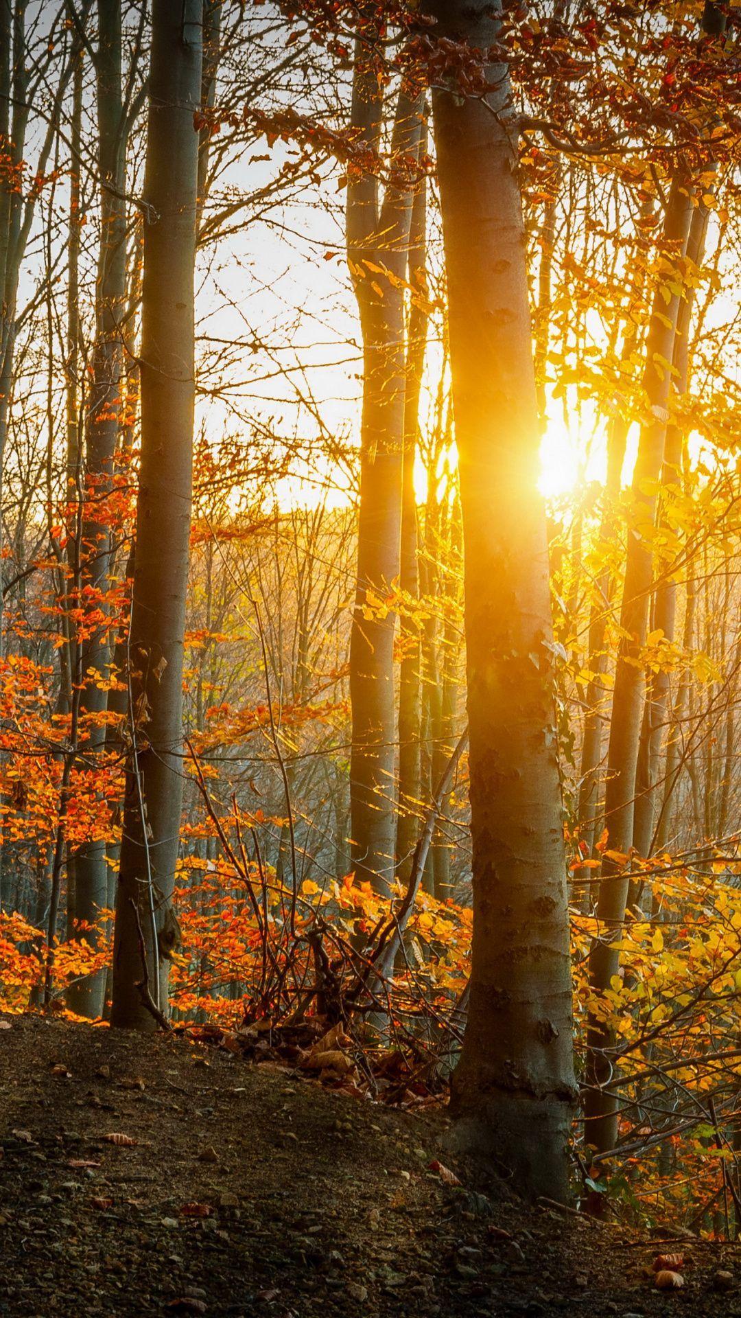 Autumn Sun Wallpapers - Top Free Autumn Sun Backgrounds - WallpaperAccess