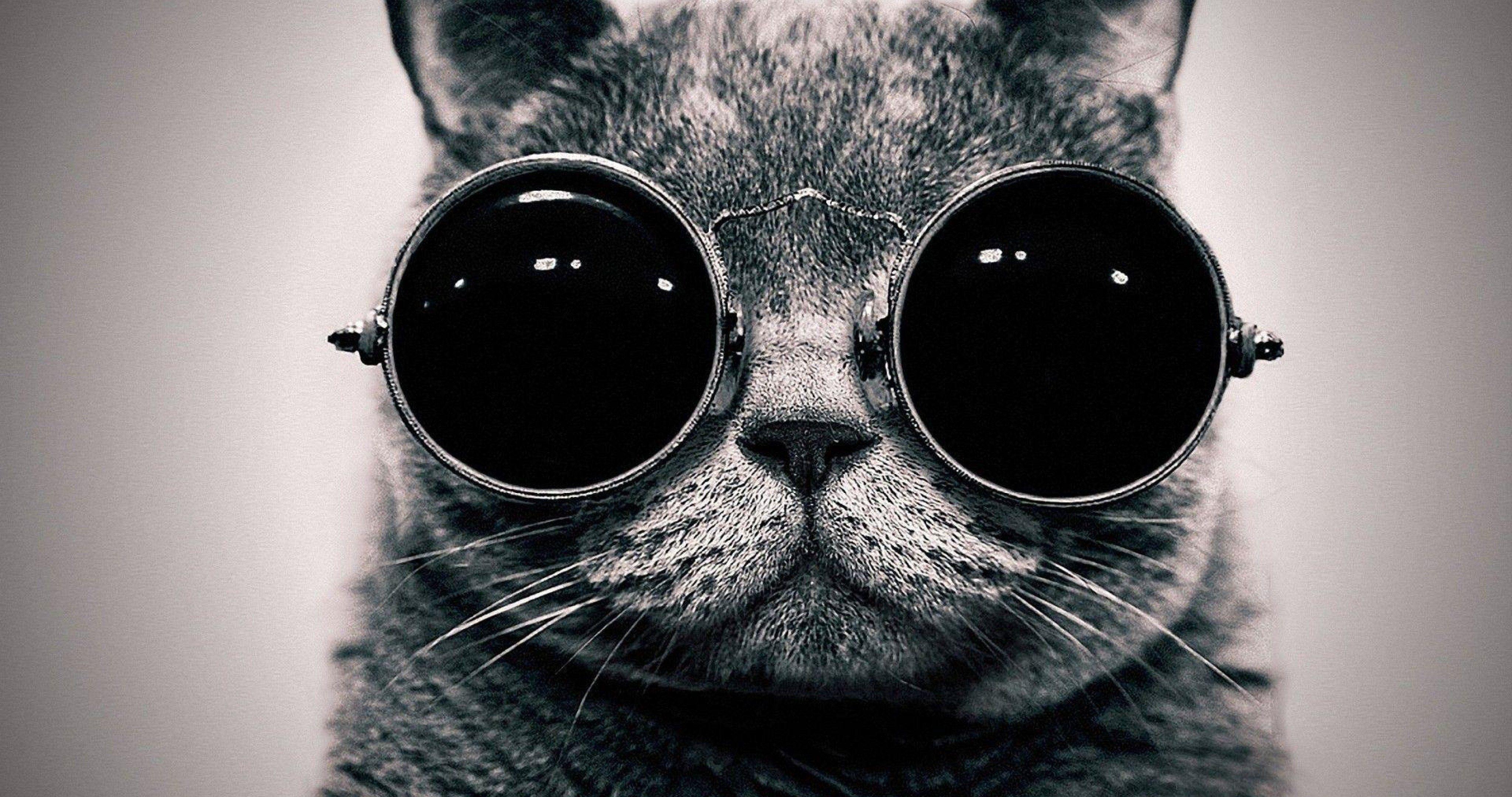 Funny 4K Wallpapers - Top Free Funny 4K Backgrounds - WallpaperAccess