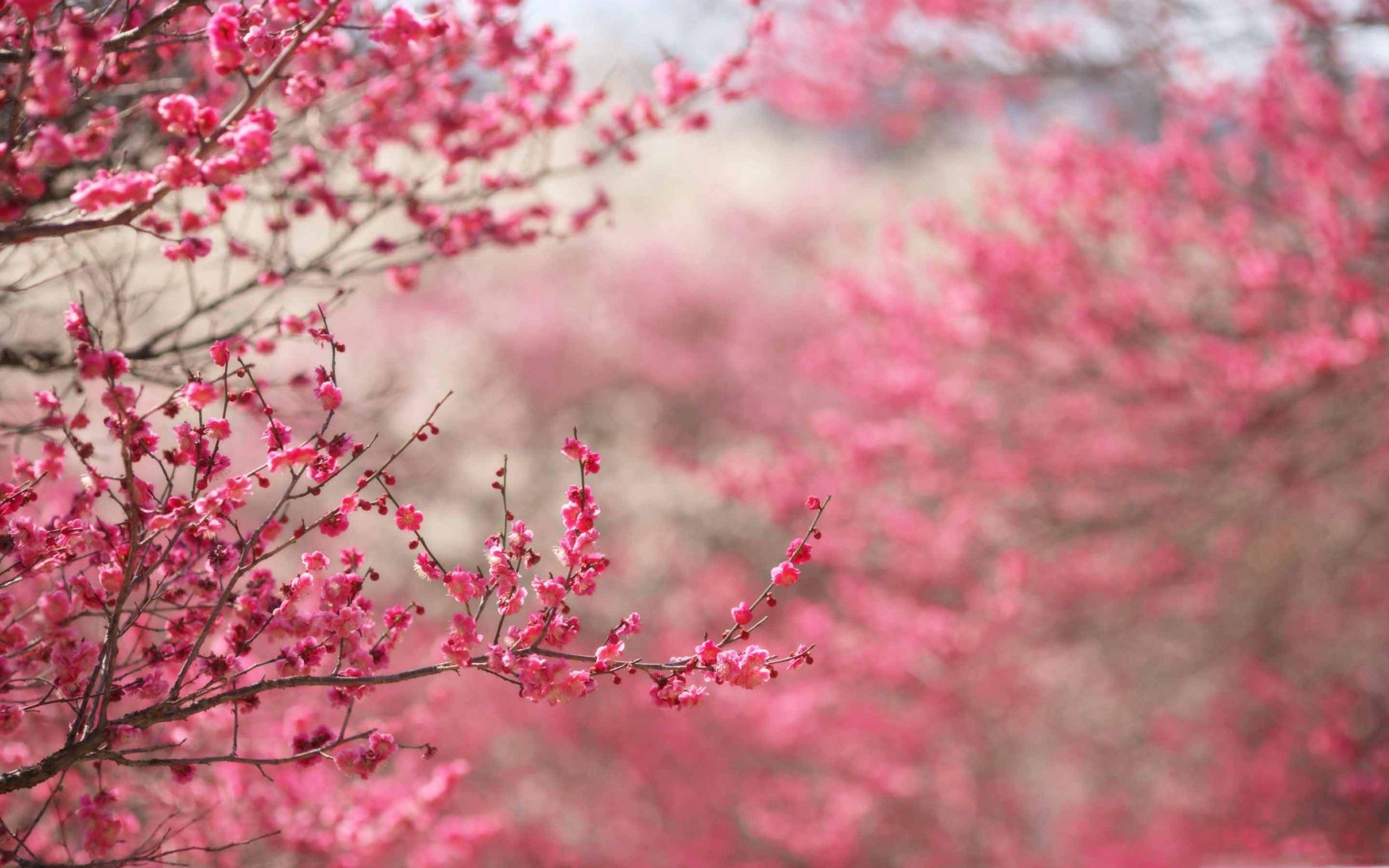 Springtime Desktop Wallpapers - Top Free Springtime Desktop Backgrounds ...