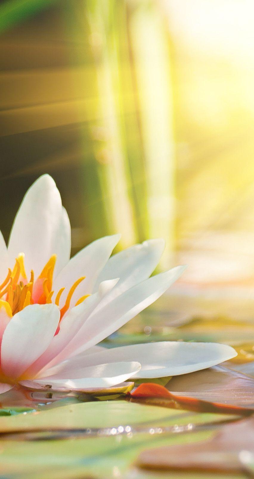 Lily iPhone Wallpapers - Top Free Lily iPhone Backgrounds - WallpaperAccess